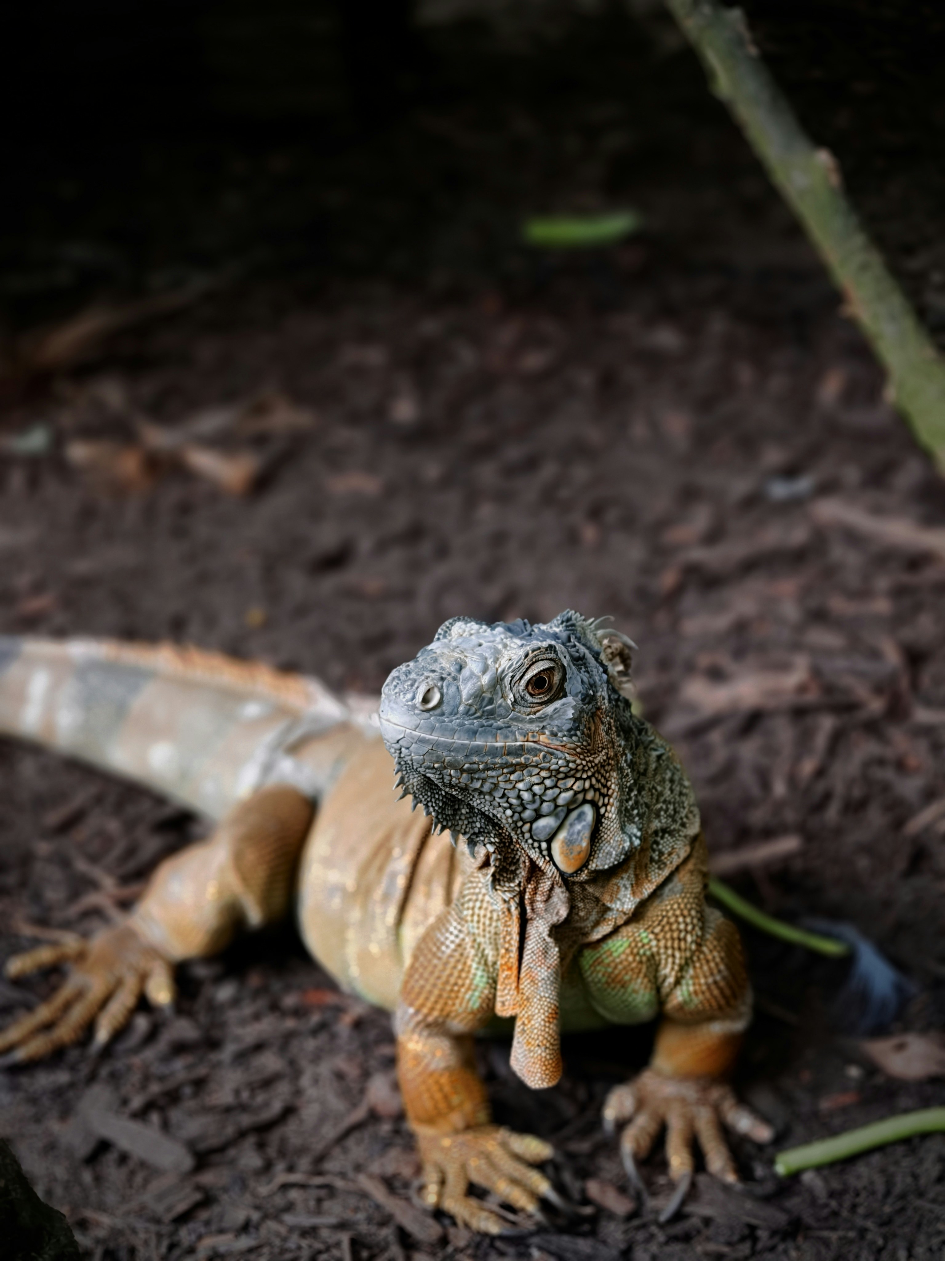 Gator-Scaled Stare: A Lizard's Grounded Gaze in Rich Soil