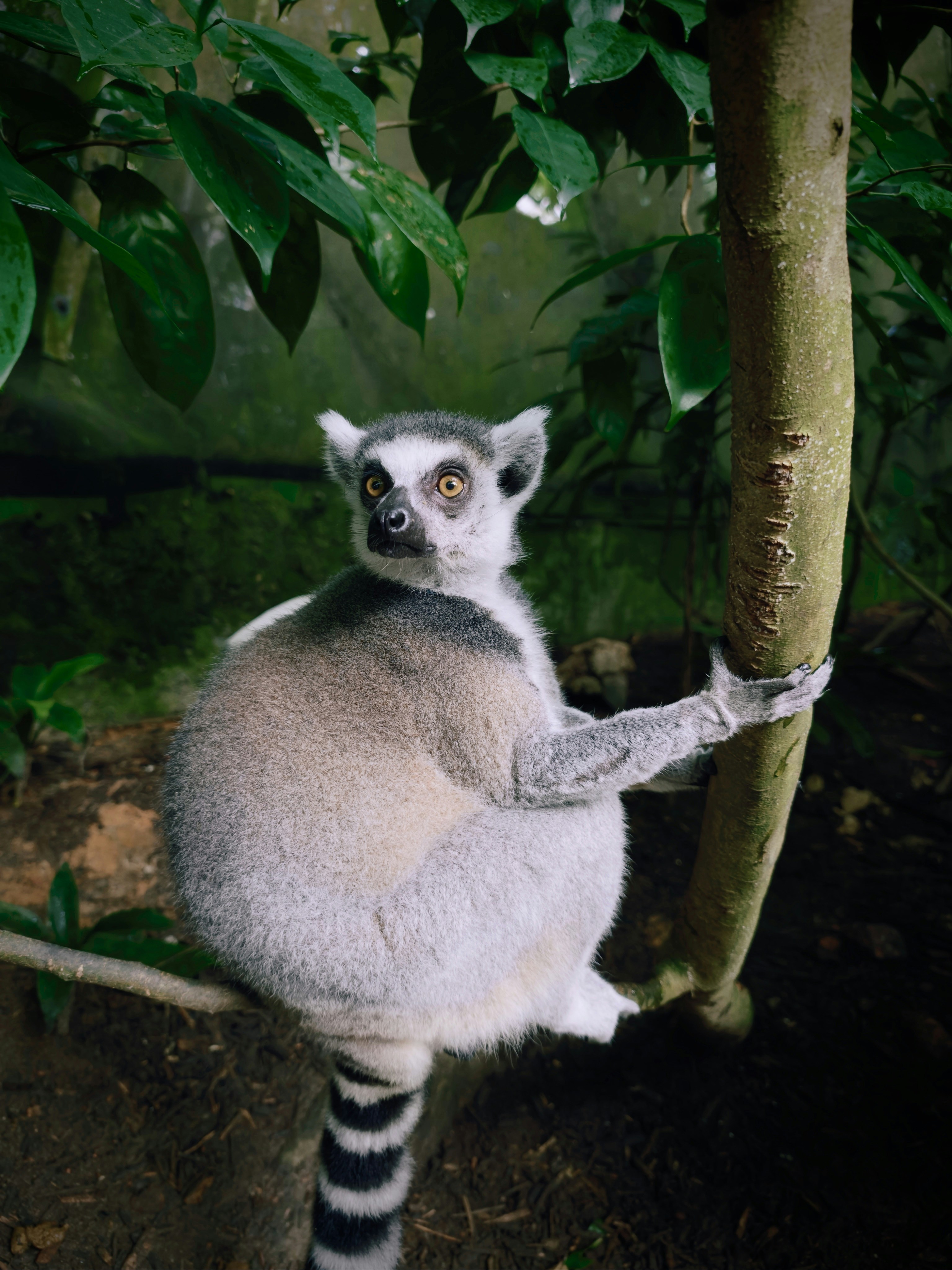 A Curious Ring-Tailed Lemur Clings to a Tree in a Lush Green Canopy