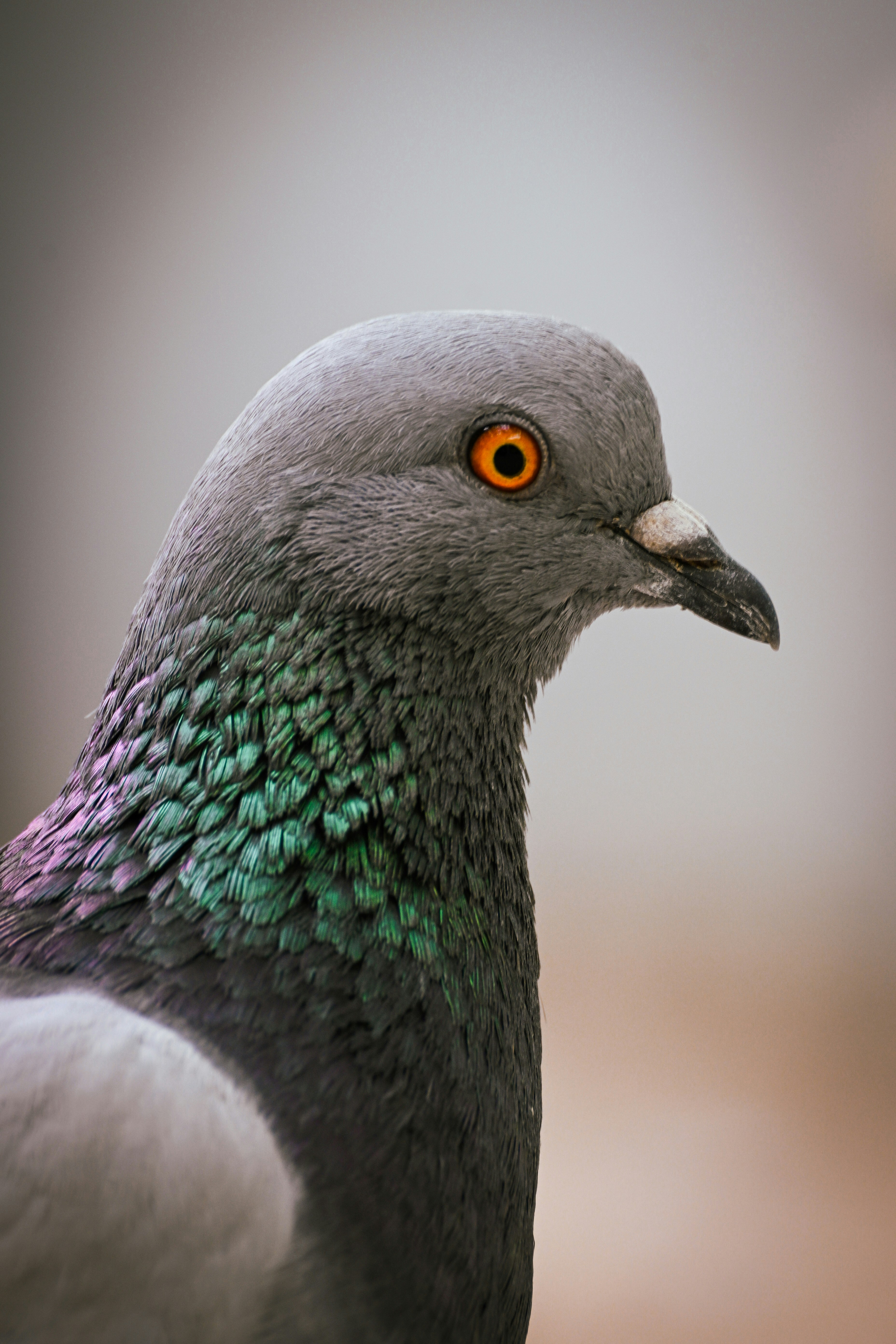 Chestnut-Ringed Focus: A Pigeon in Crisp Portrait