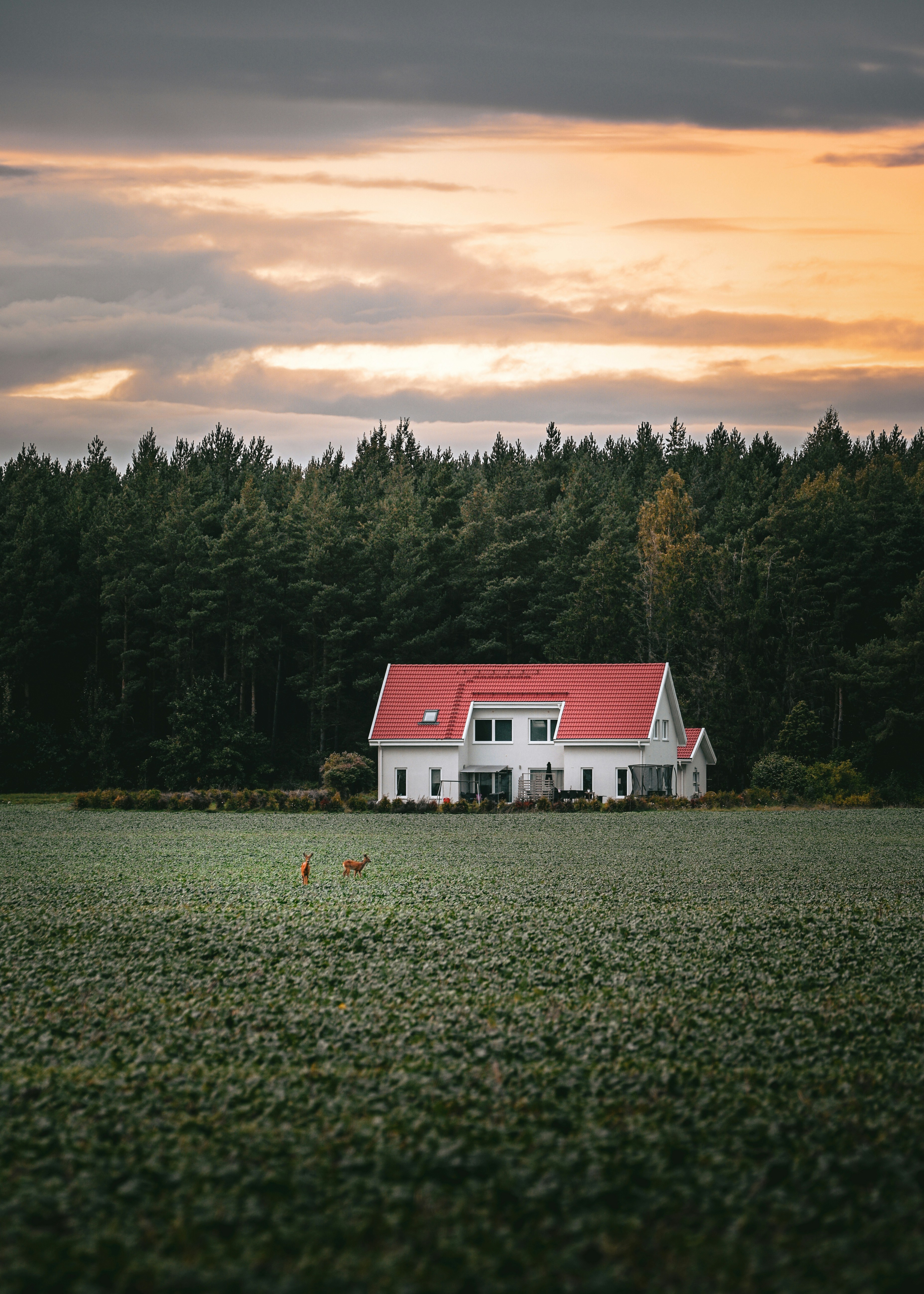 Red-roofed House at the Edge of Pine Field