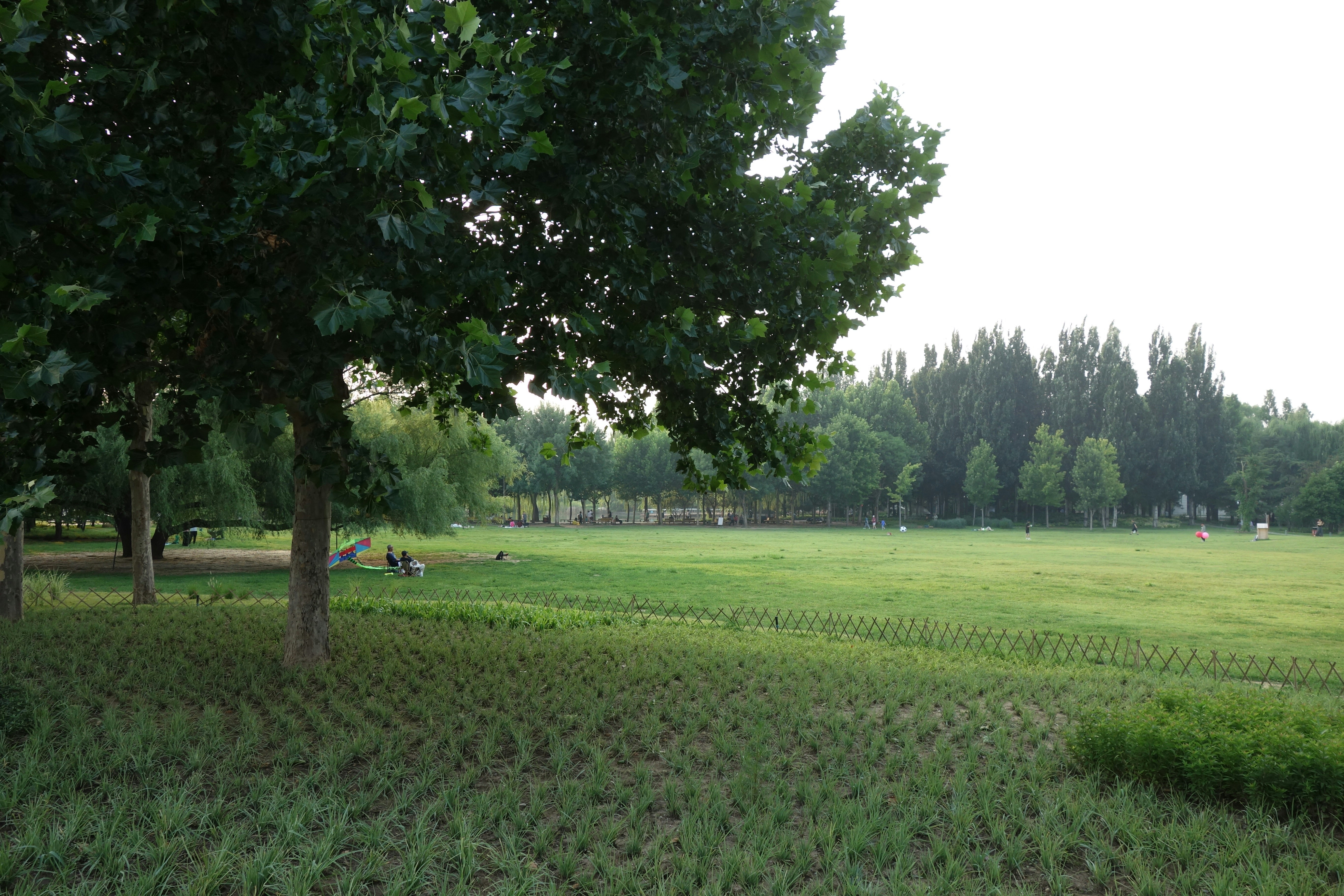 Sunlit Park Vista Framed by a Canopy of Green