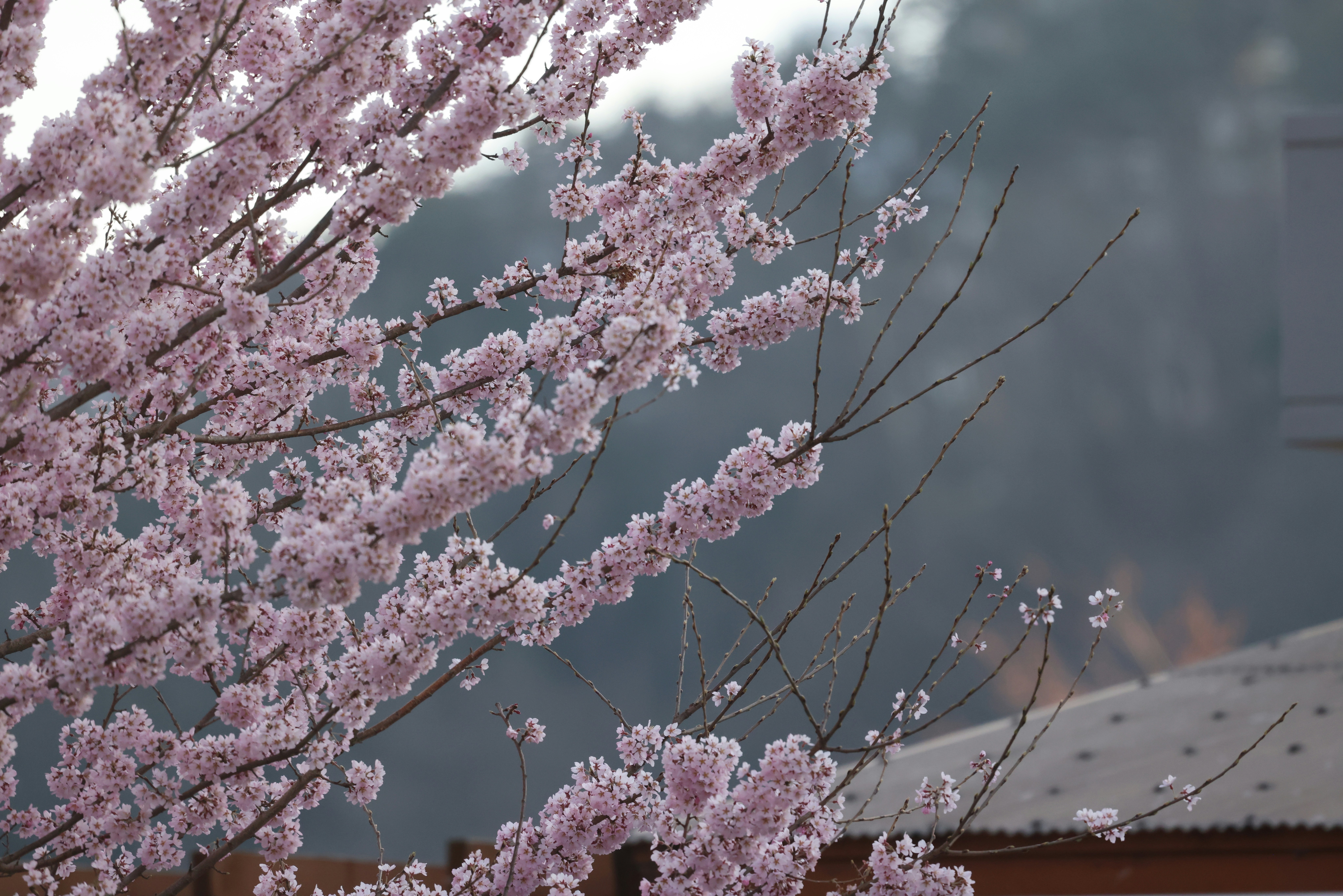 Petal Cascade Against a Quiet Rooftop