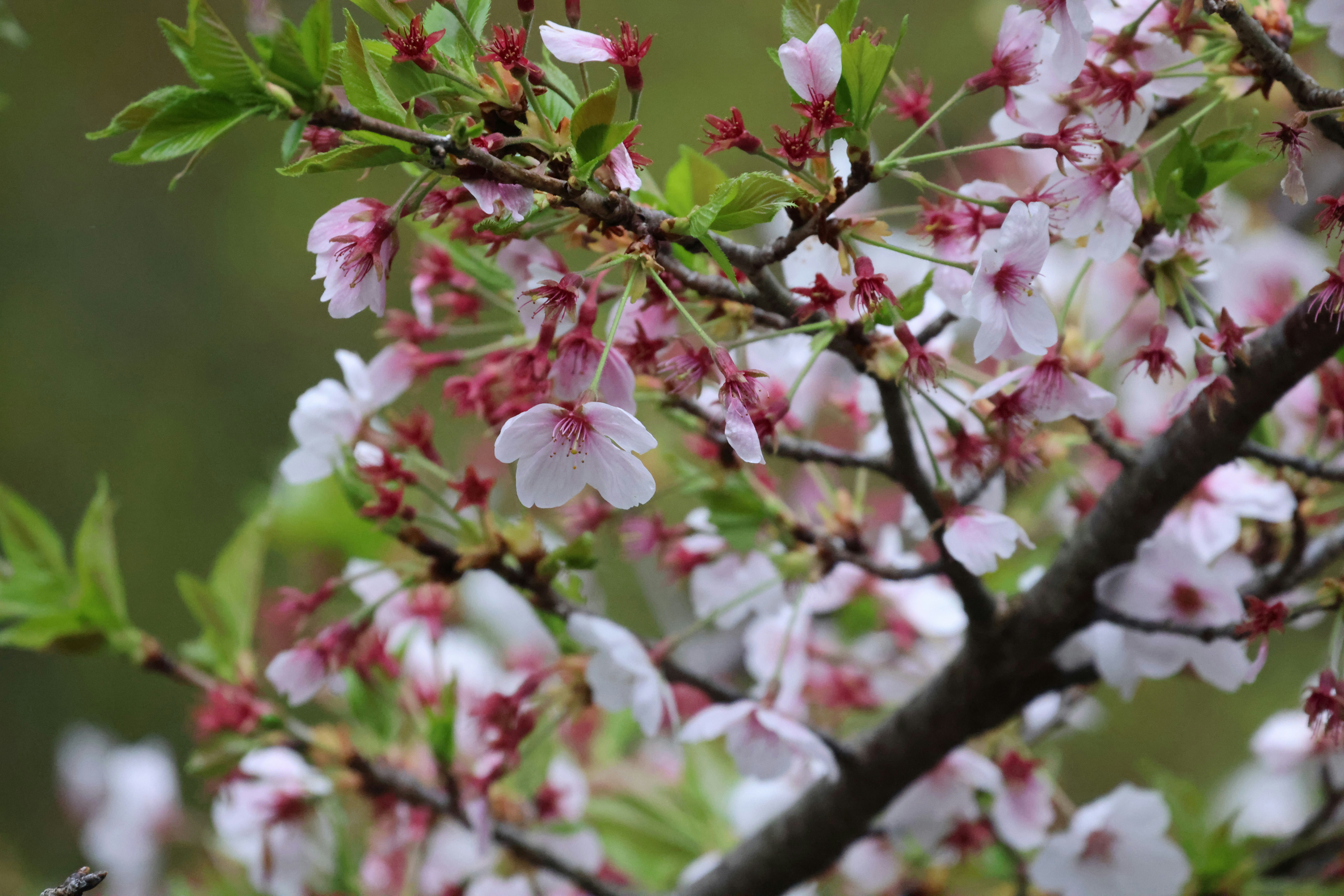 Blossom Corridors: A Burst of Pink and White on Spring Branches