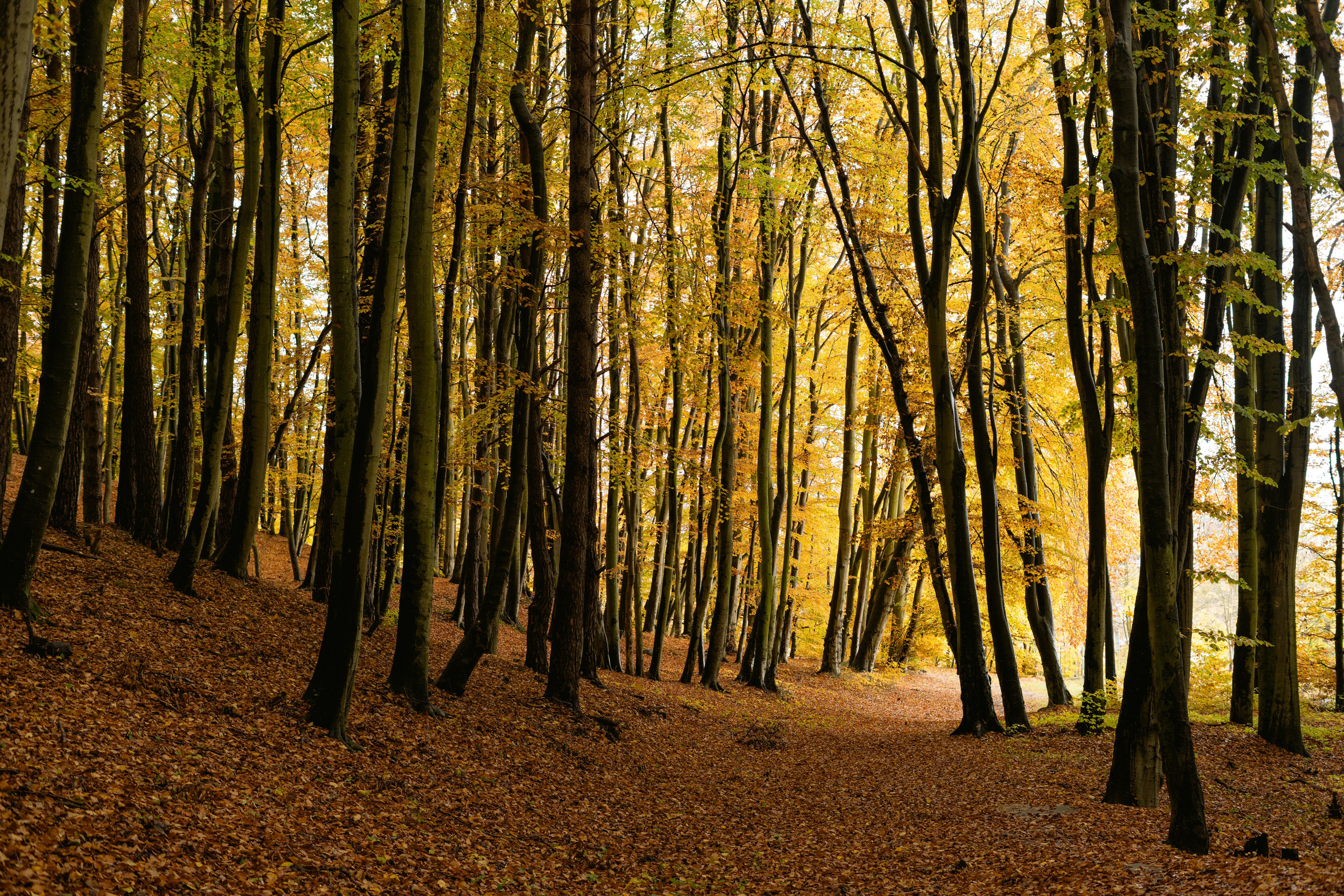 Autumnal Avenue: A Quiet Path Through Willow-Wrapped Light