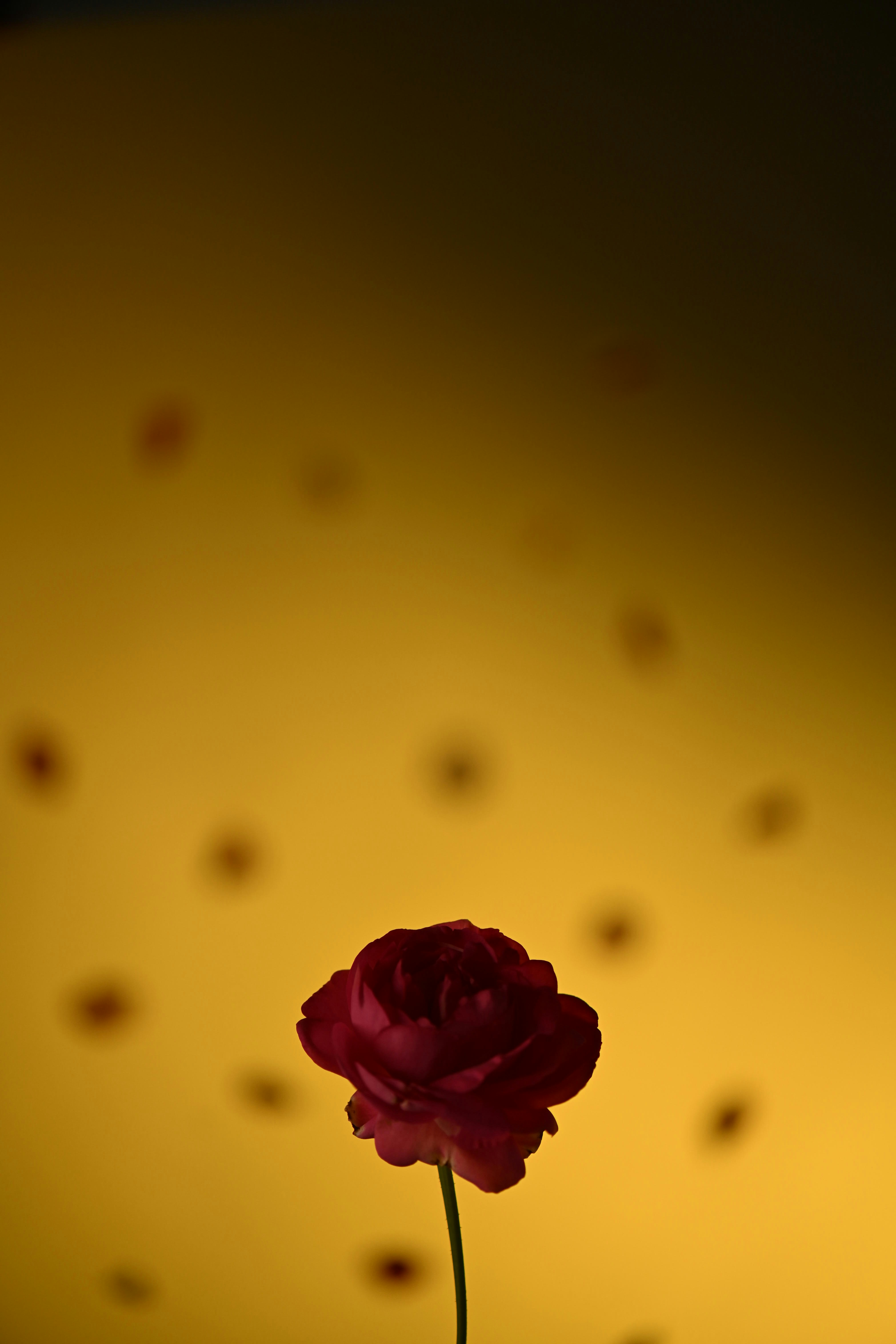 Crimson Rose Spotlight in a Velvet Backdrop