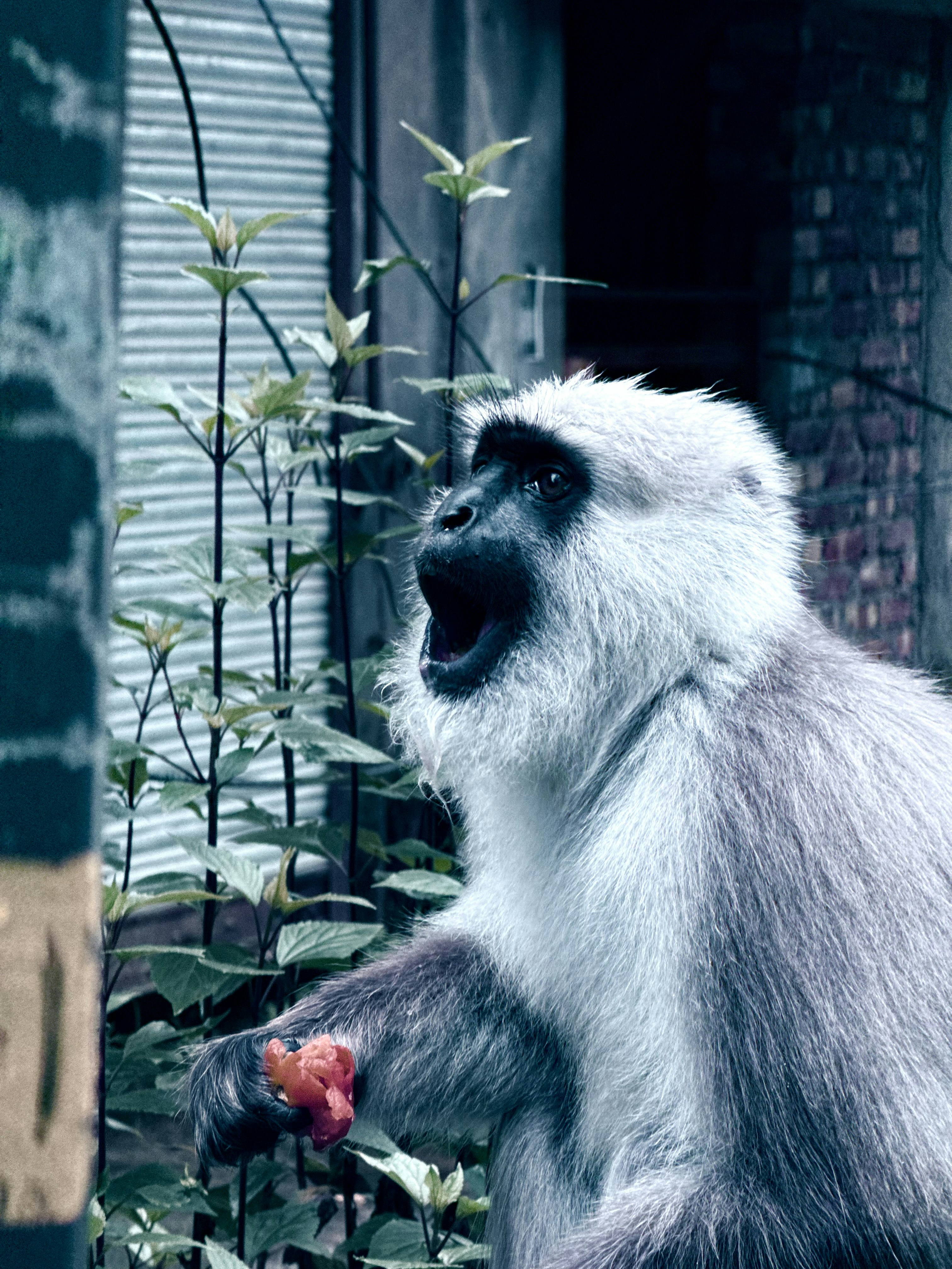 Silver-Striped Sentry: A languid macaque in filtered urban light