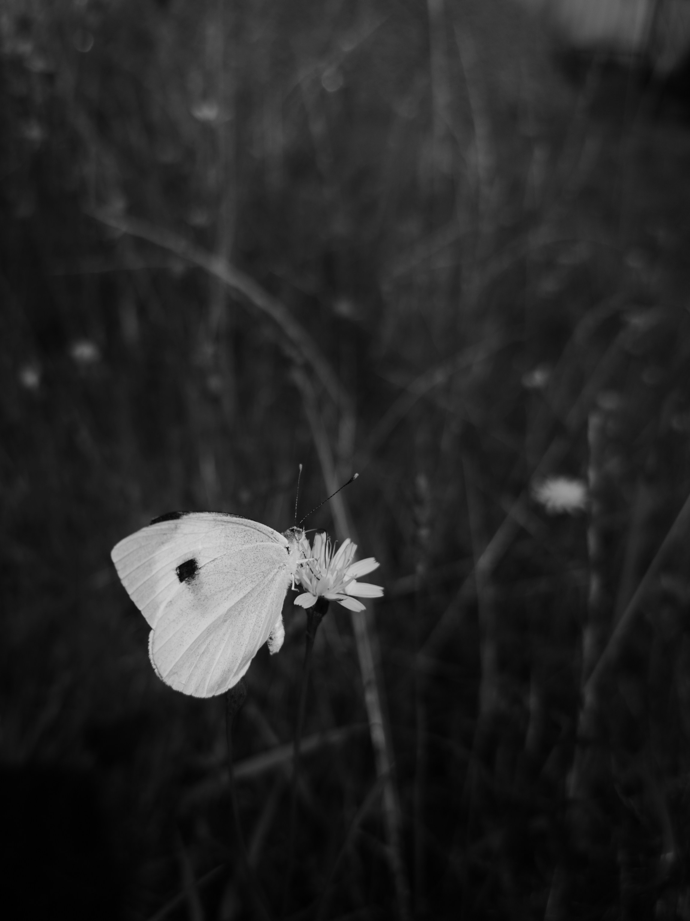 Close-up of a pale butterfly perched on a tiny flower in a twilight field