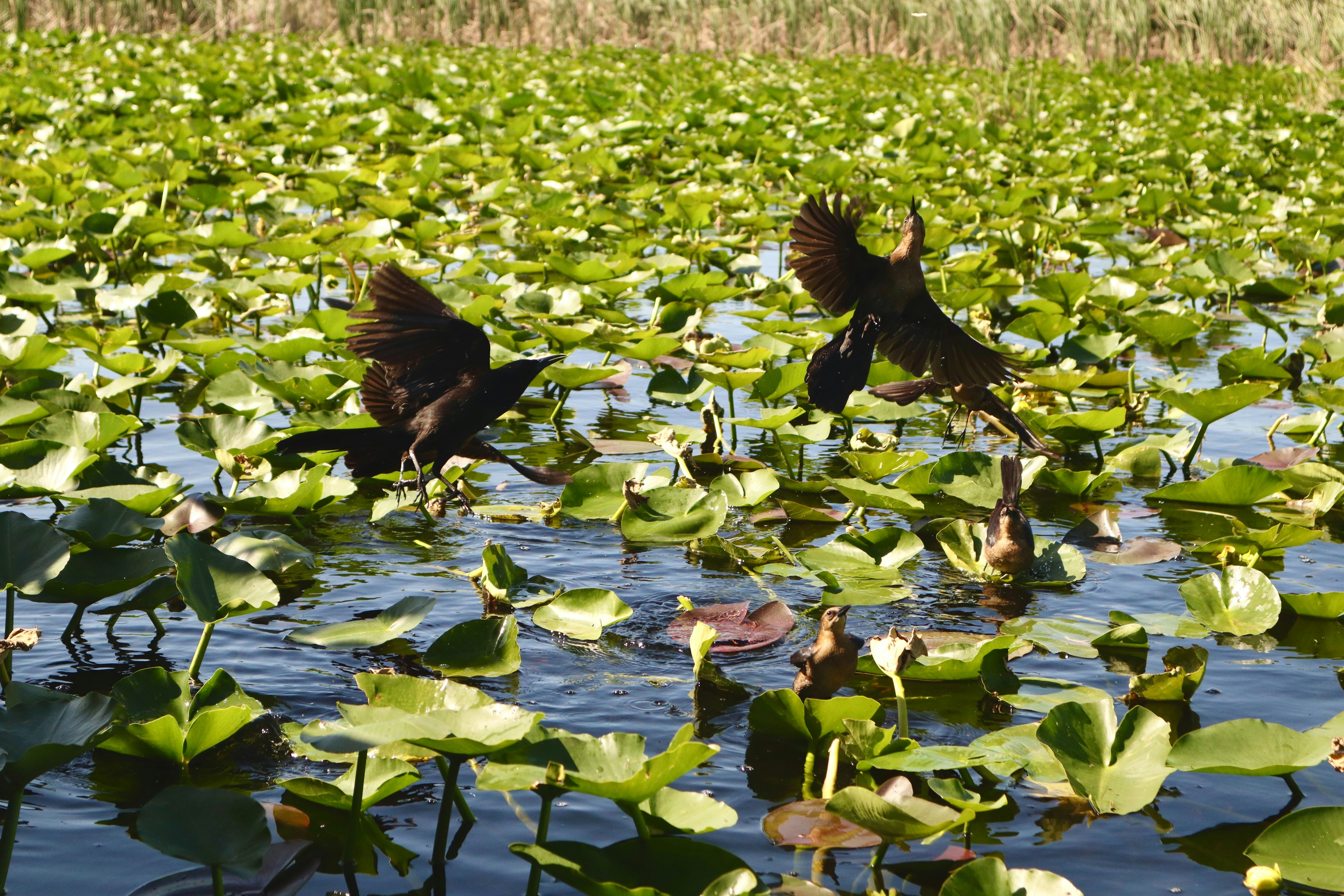 Two birds take flight above a dense bed of water lilies, their wings spread against a calm, sunlit wetland backdrop.