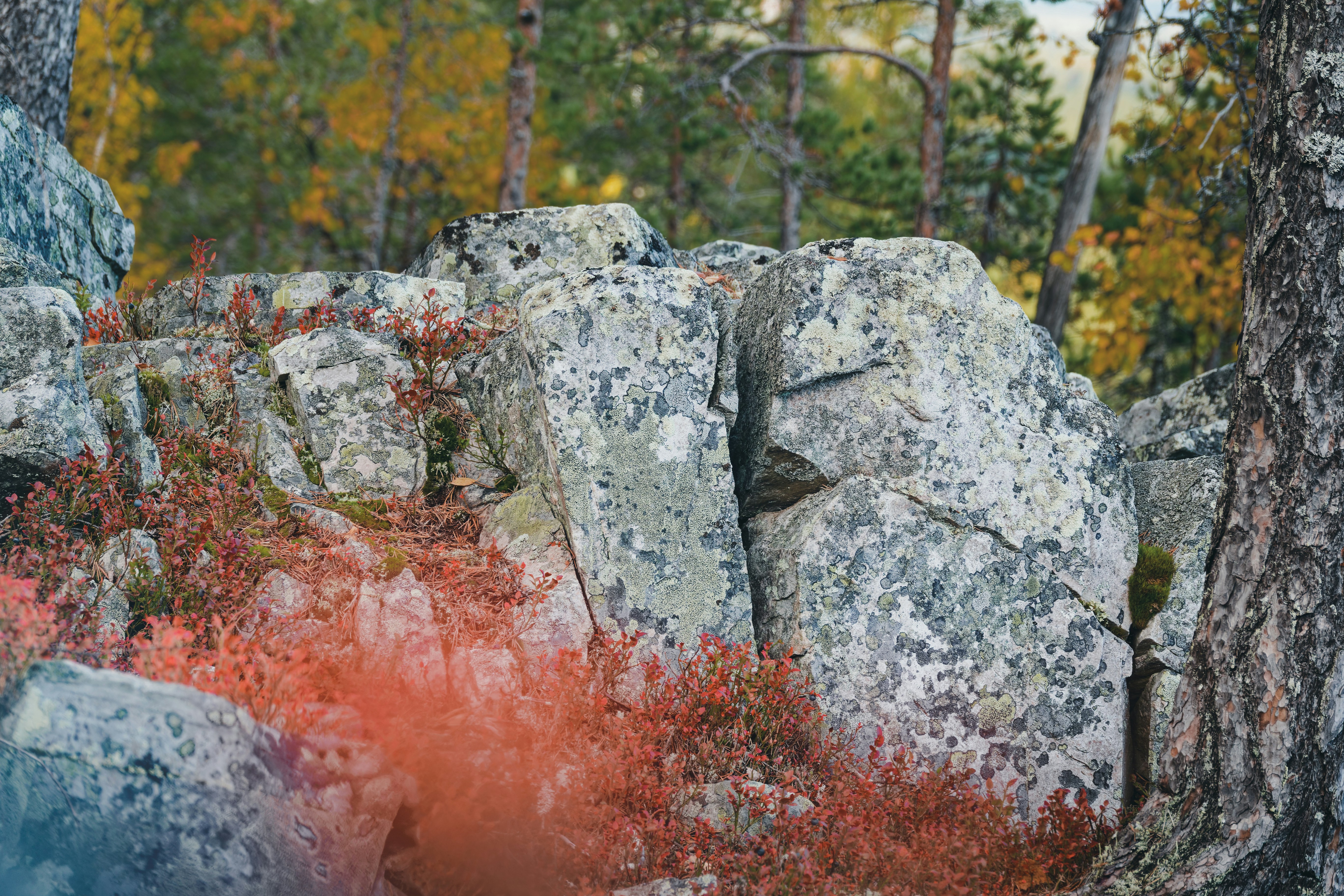 Granite Cathedral: Morning Light Across Rugged Quarry of Moss and Forest