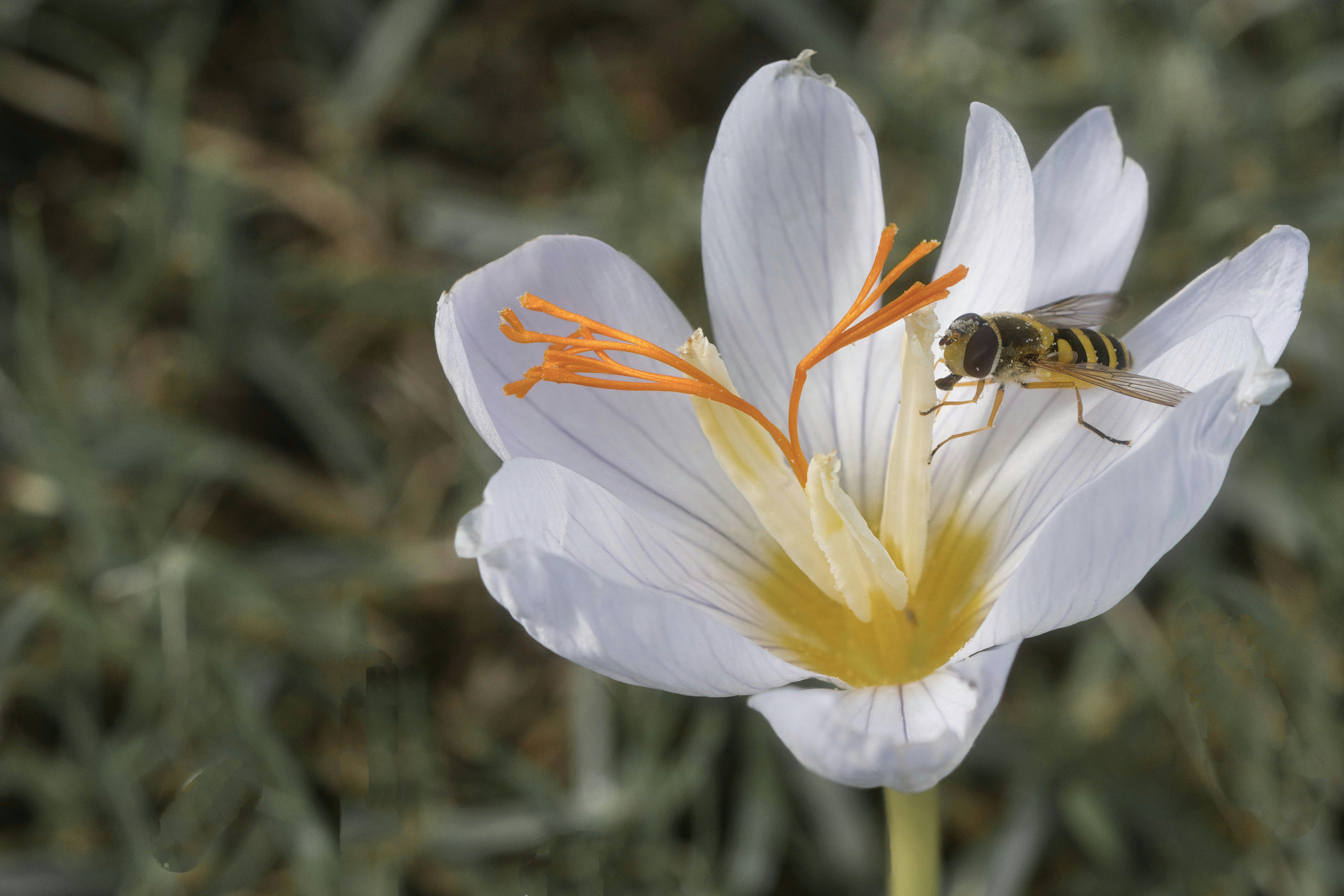 Hovering Acacia: a bee lingers at the heart of a white crocus