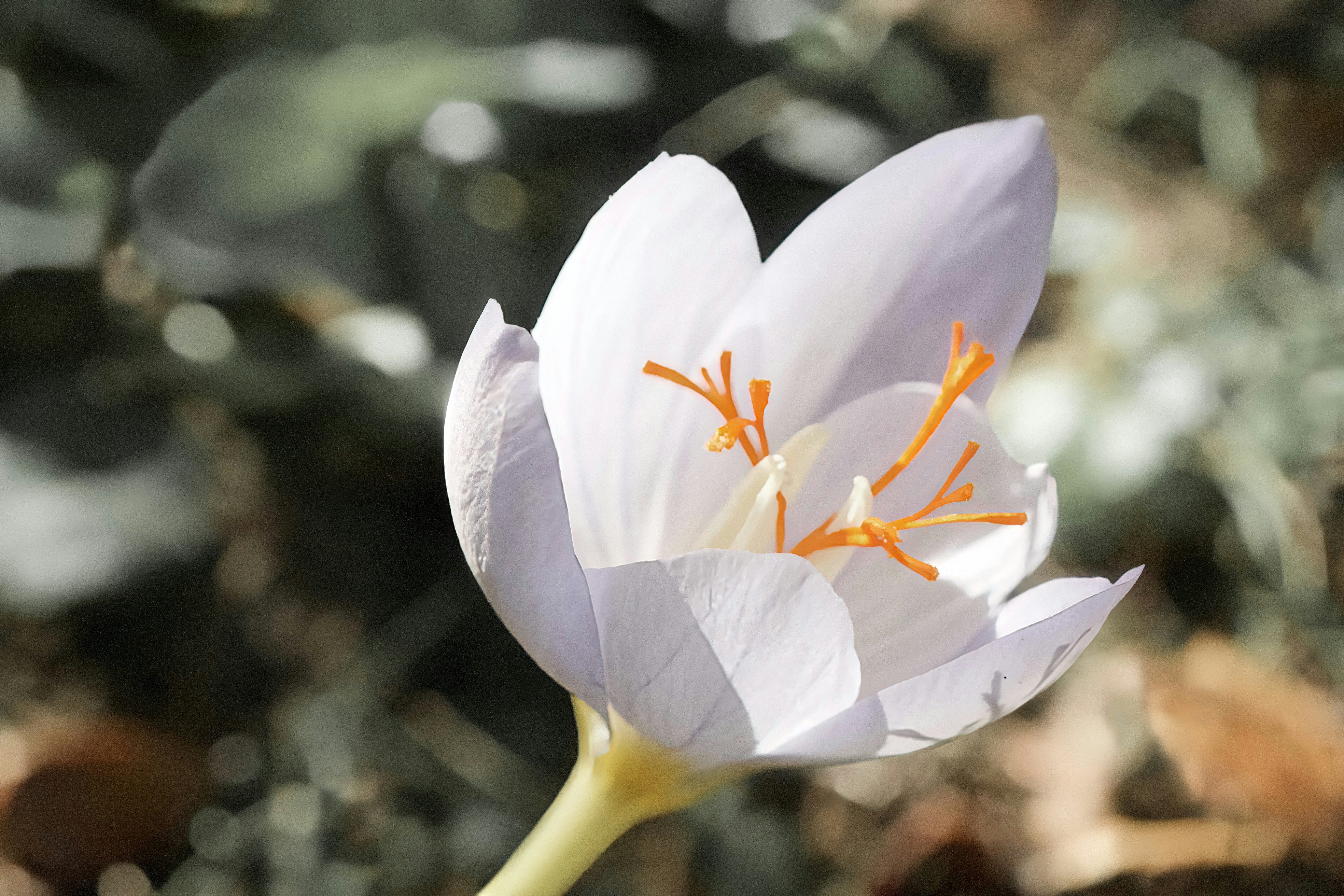 Close-up of a white crocus-like flower with bright orange stamens, bathed in soft sunlight; the background is softly blurred, emphasizing the delicate petal texture and color. (Log/illustration-free macro shot).