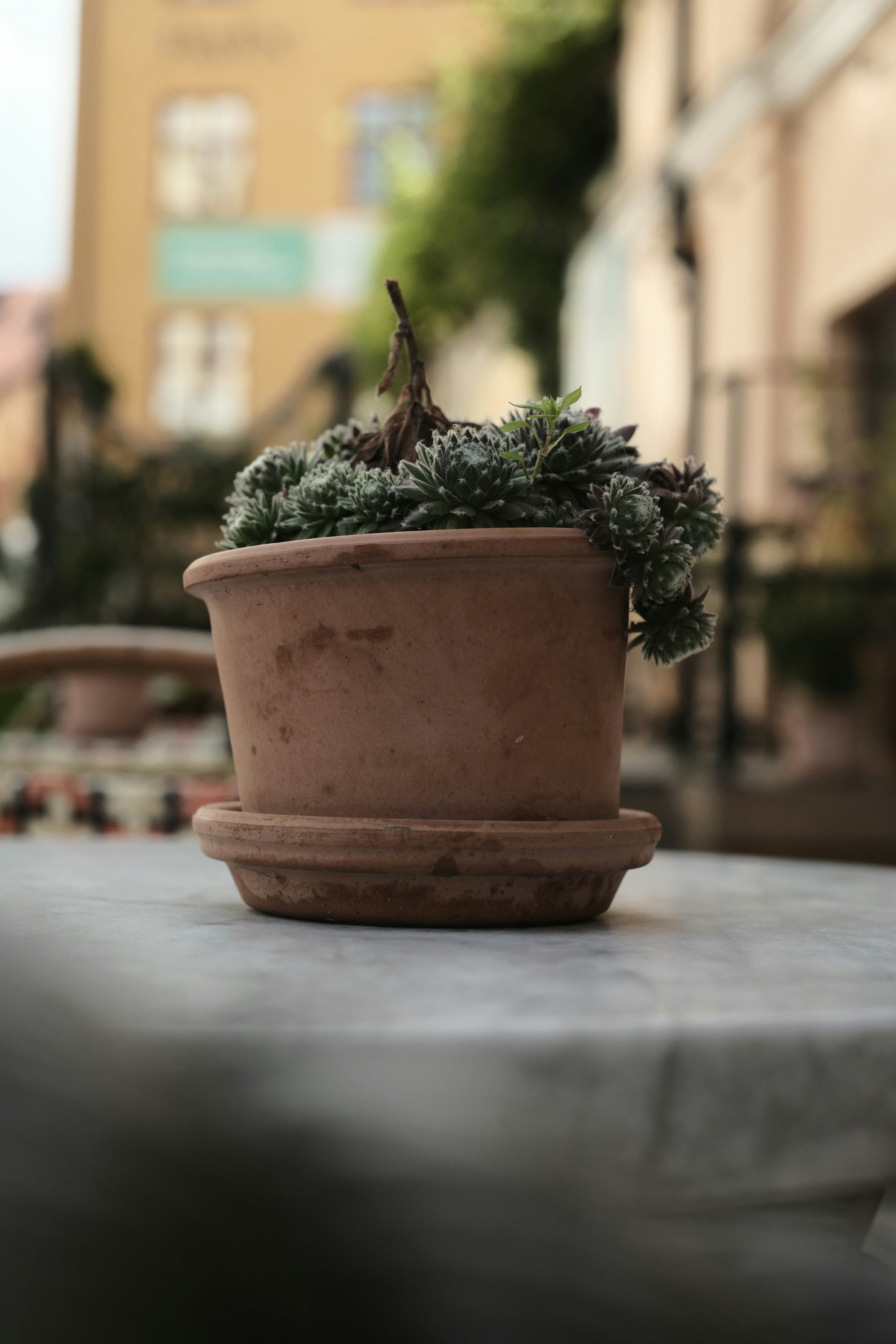 A Quiet Moment: Succulent String in a Terracotta Sphere