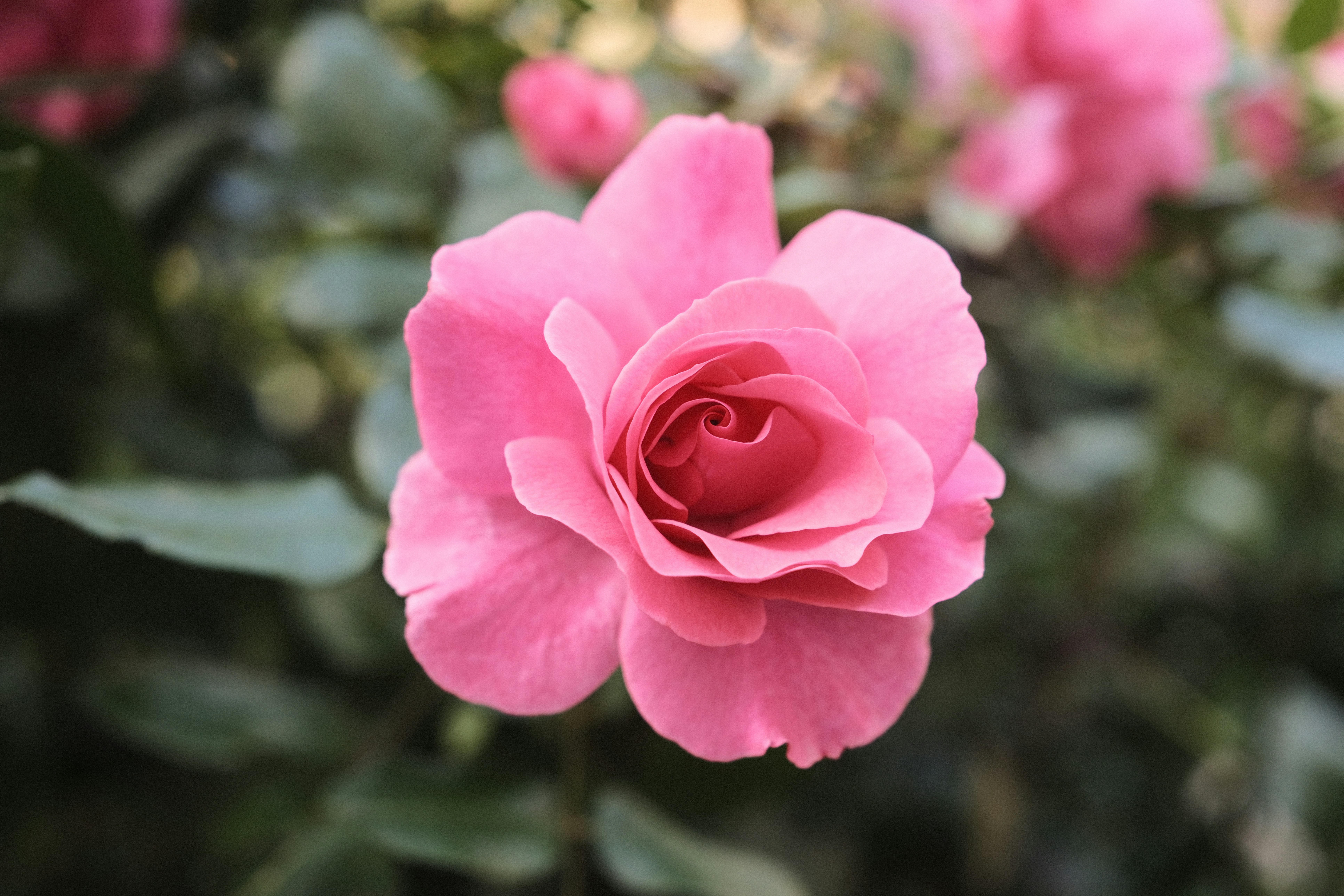 Pink Rose Macro: A Velvet Petal in Focus