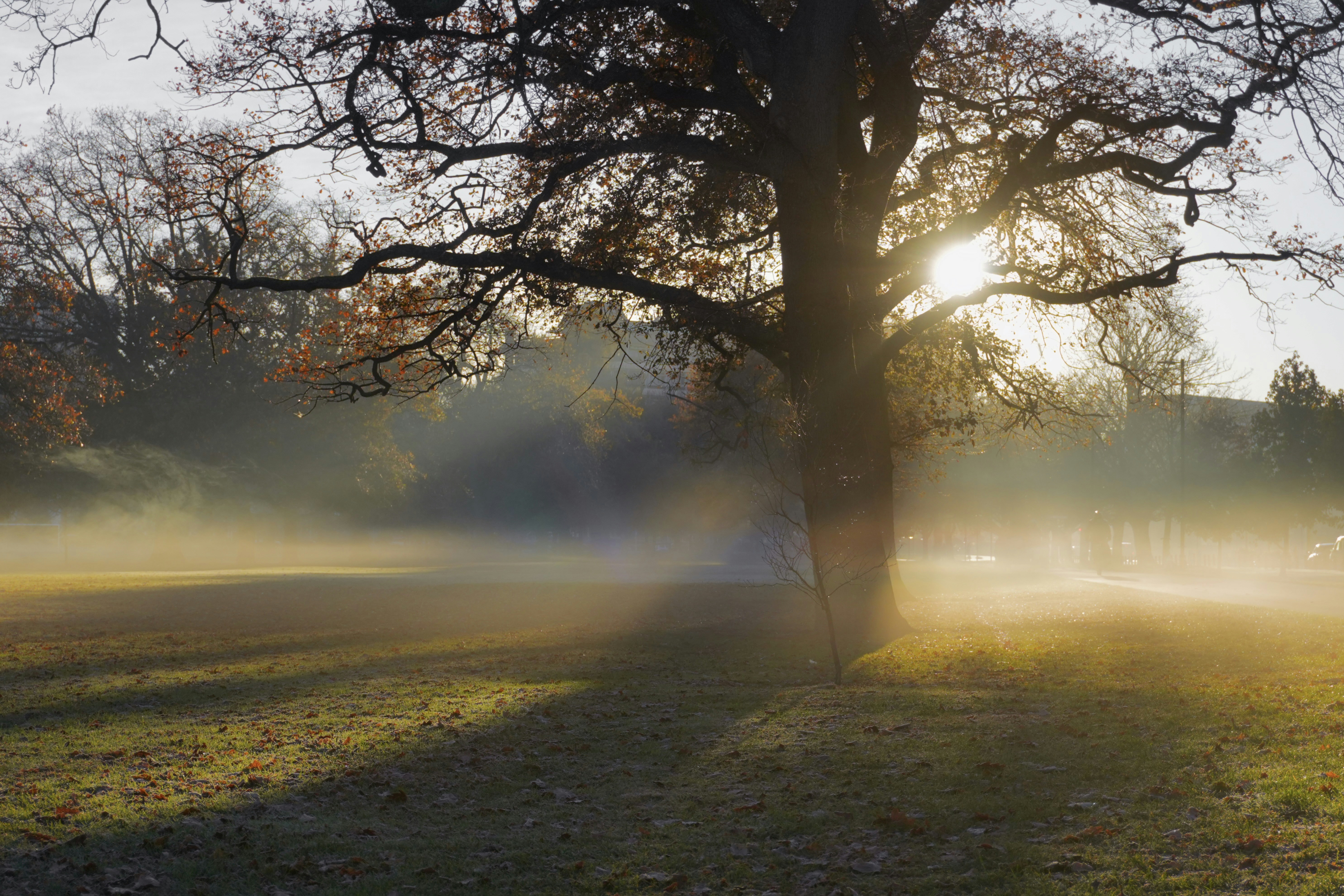 Quiet Dawn under the Guardian Tree