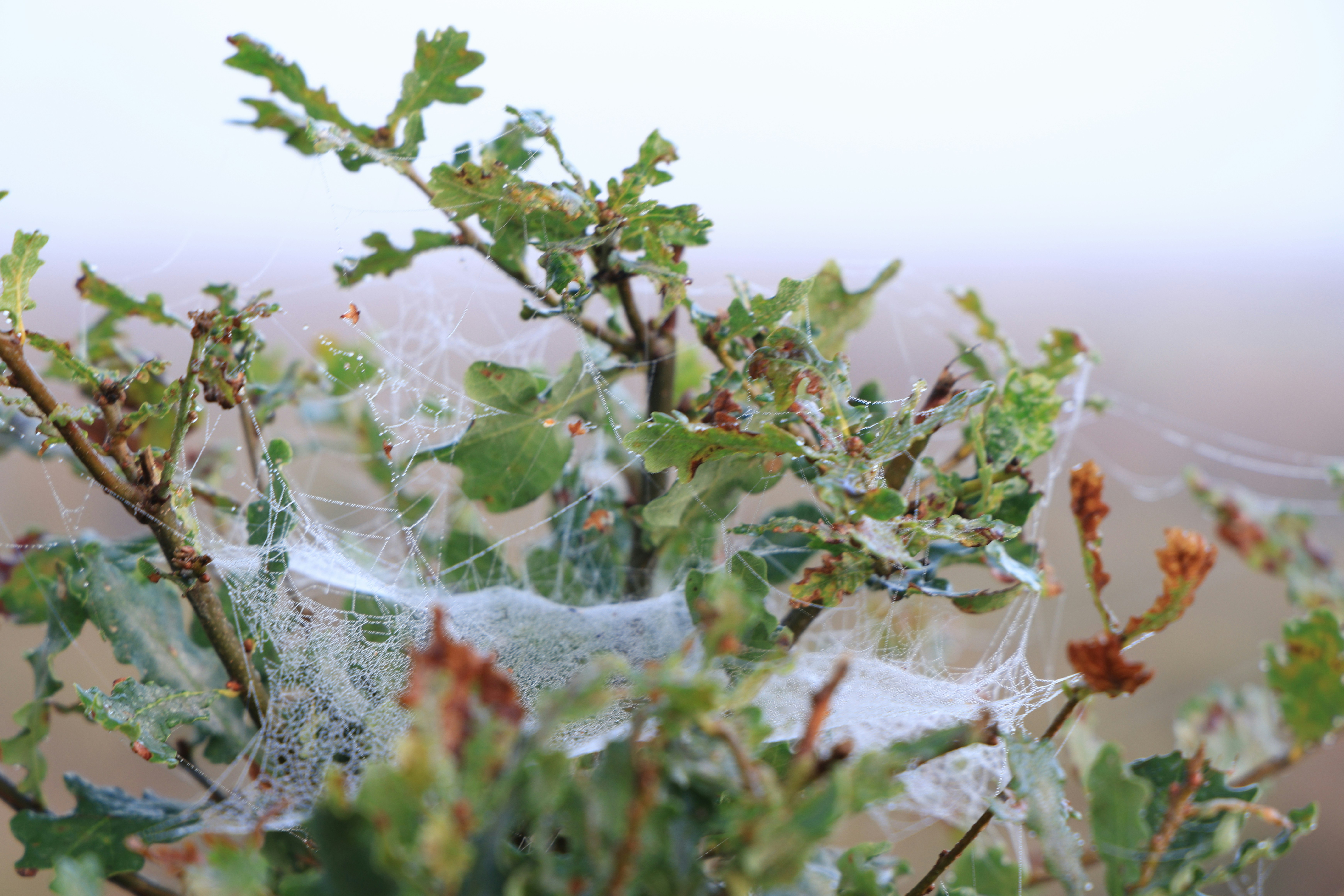 Veil of Webbed Dew on Spring Shrub