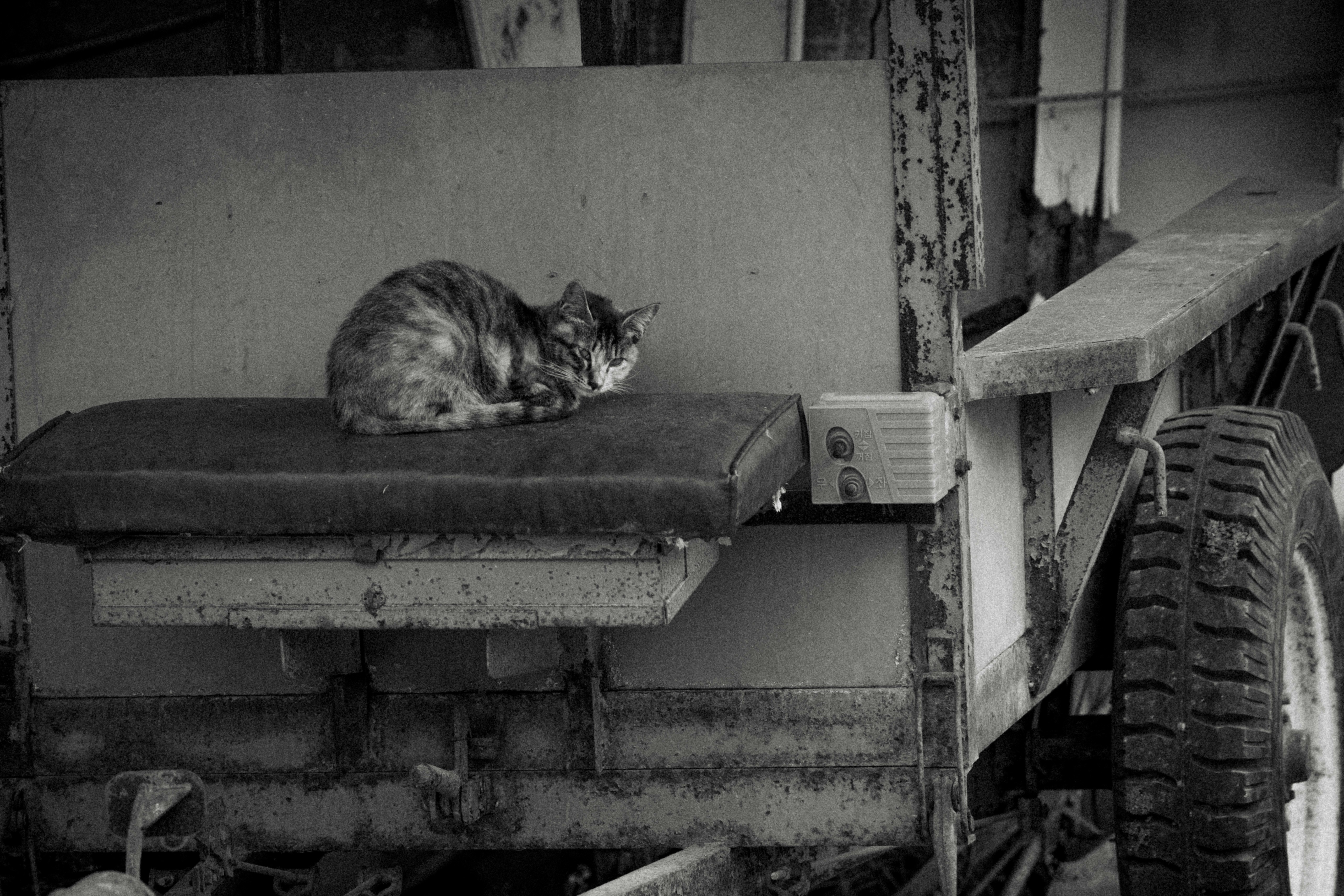 Cat on a Weathered Workbench Amid Rust and Machinery