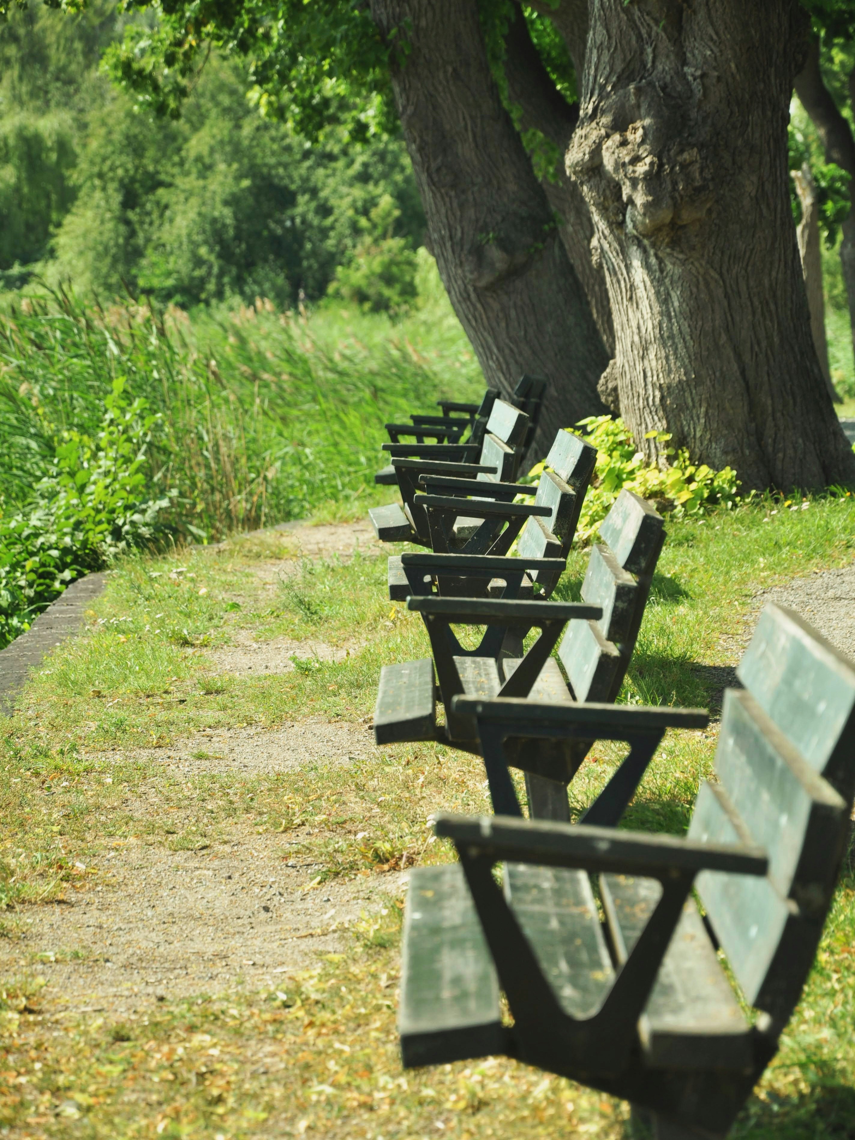 Row of Weathered Benches Beneath a Whispering canopy