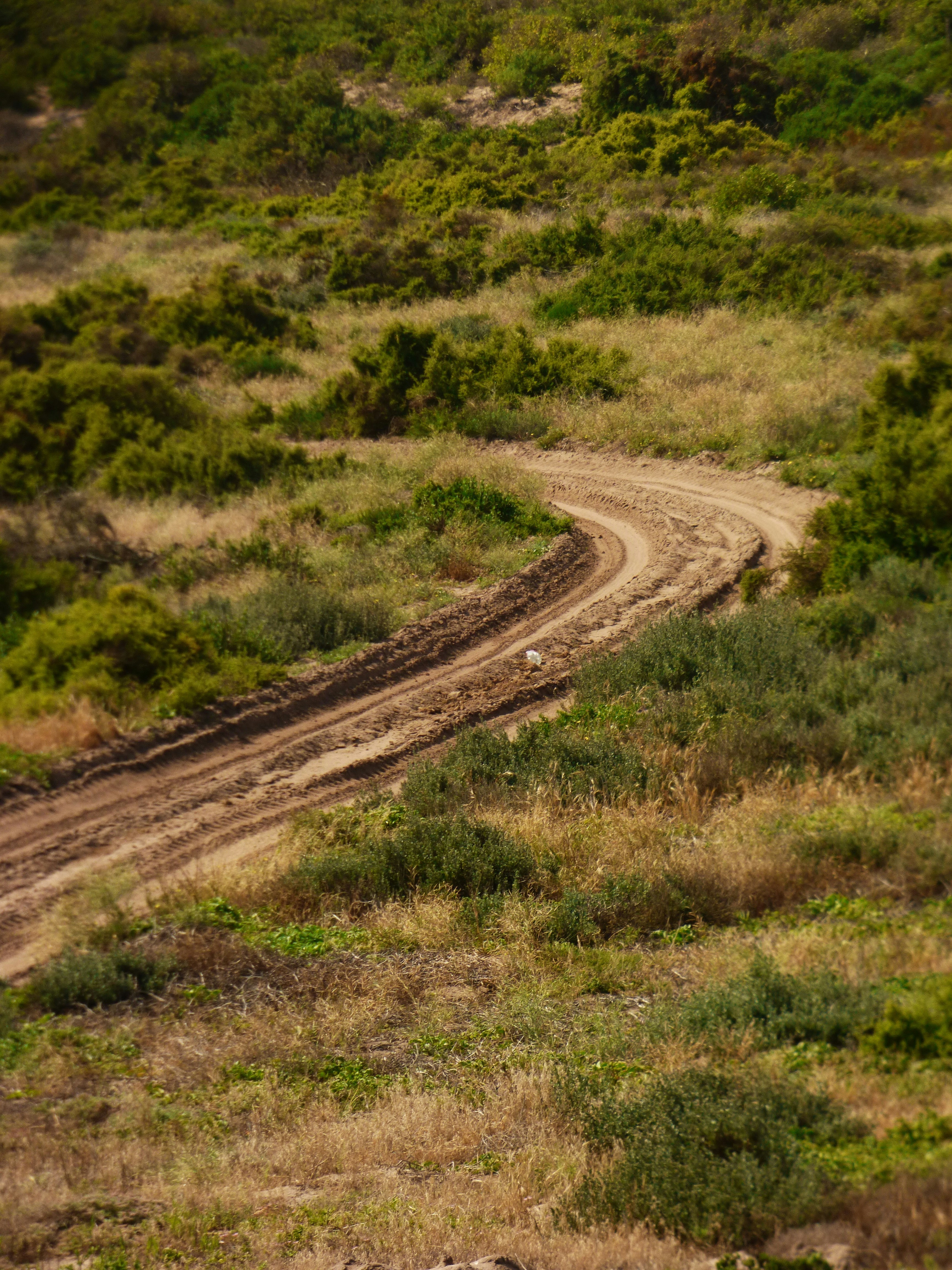 Winding dirt road through sunlit scrub