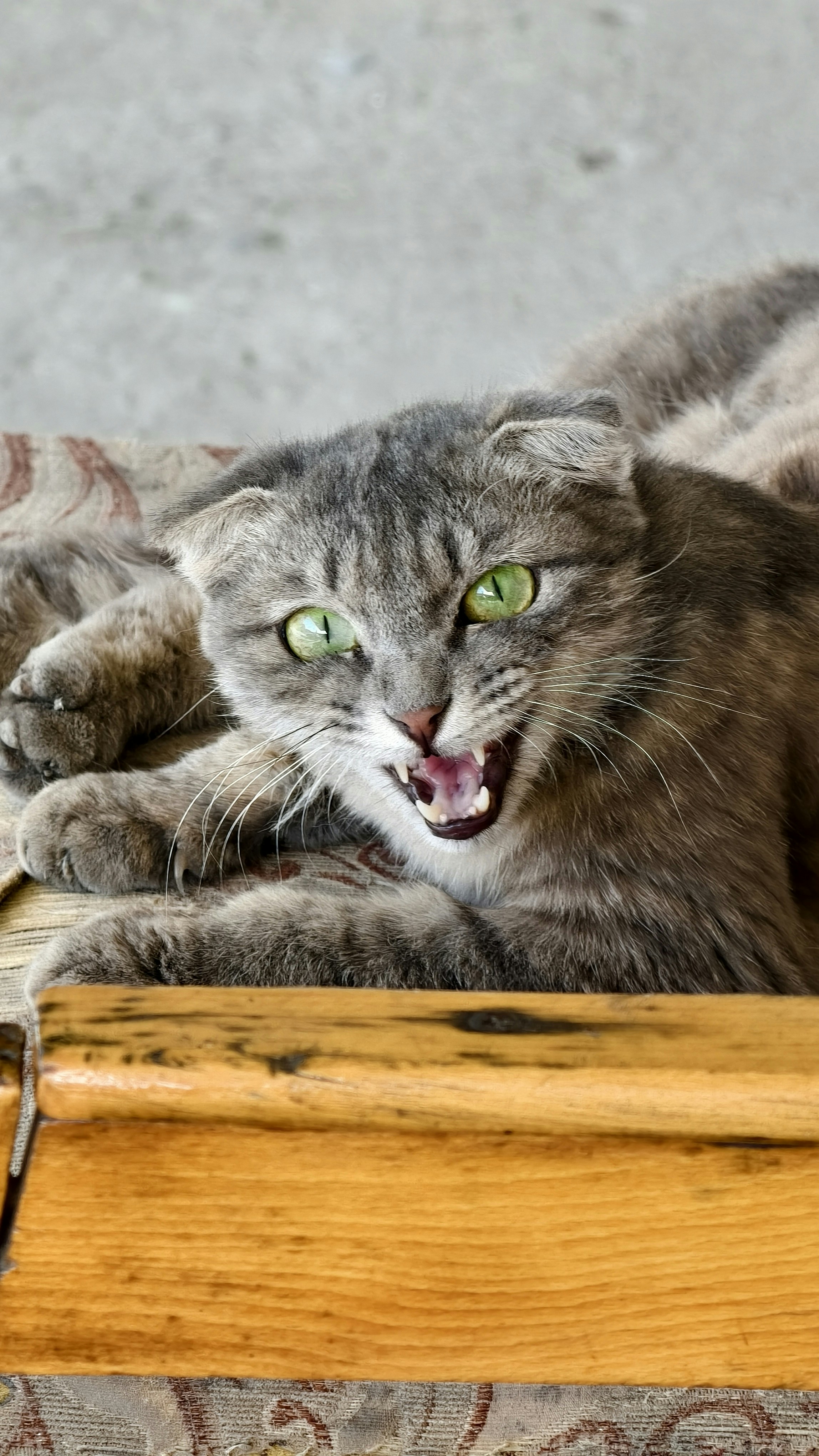 Green-eyed Cat in a Playful Snap at the Wood-edge