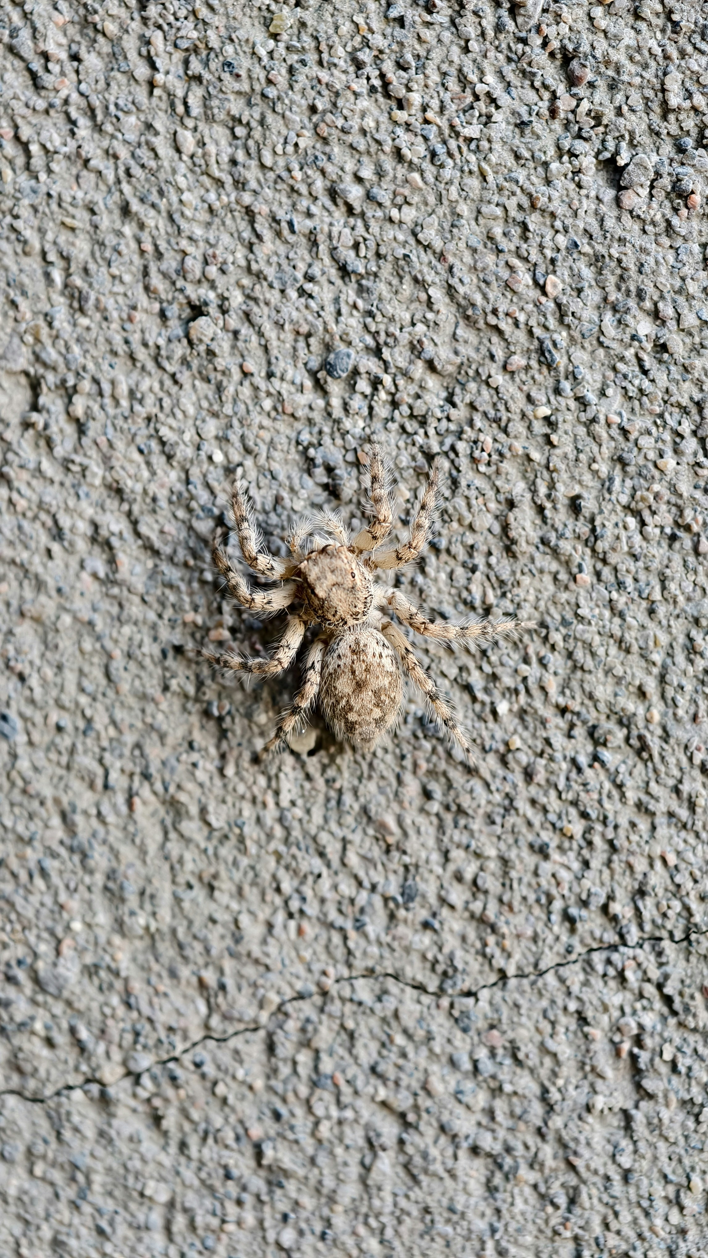 Grounded Stalker: A Dusty Crab Spider Commands the Gravel