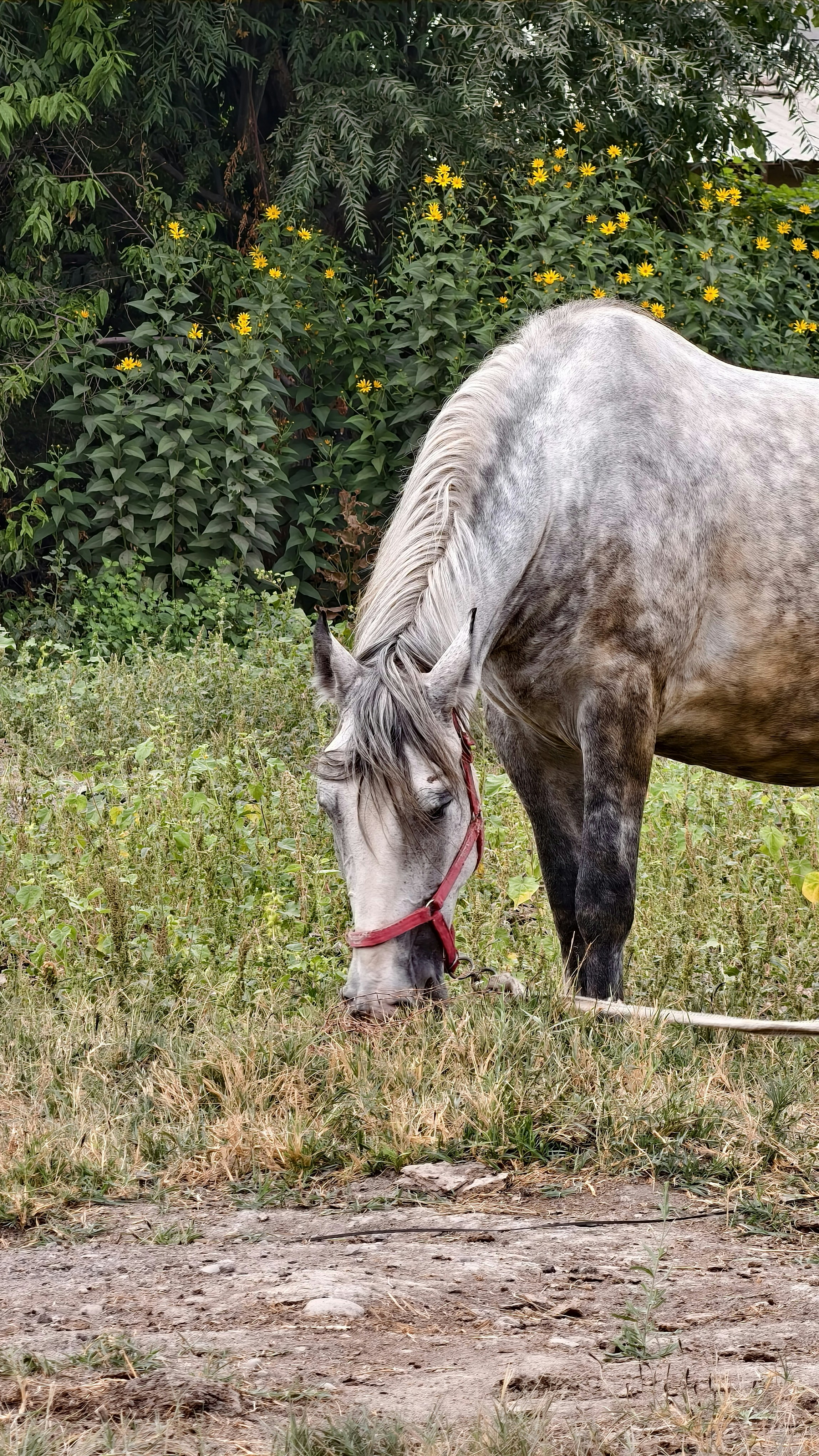 Pasture Graze: A Gray Mare Beneath Sunlit Gold