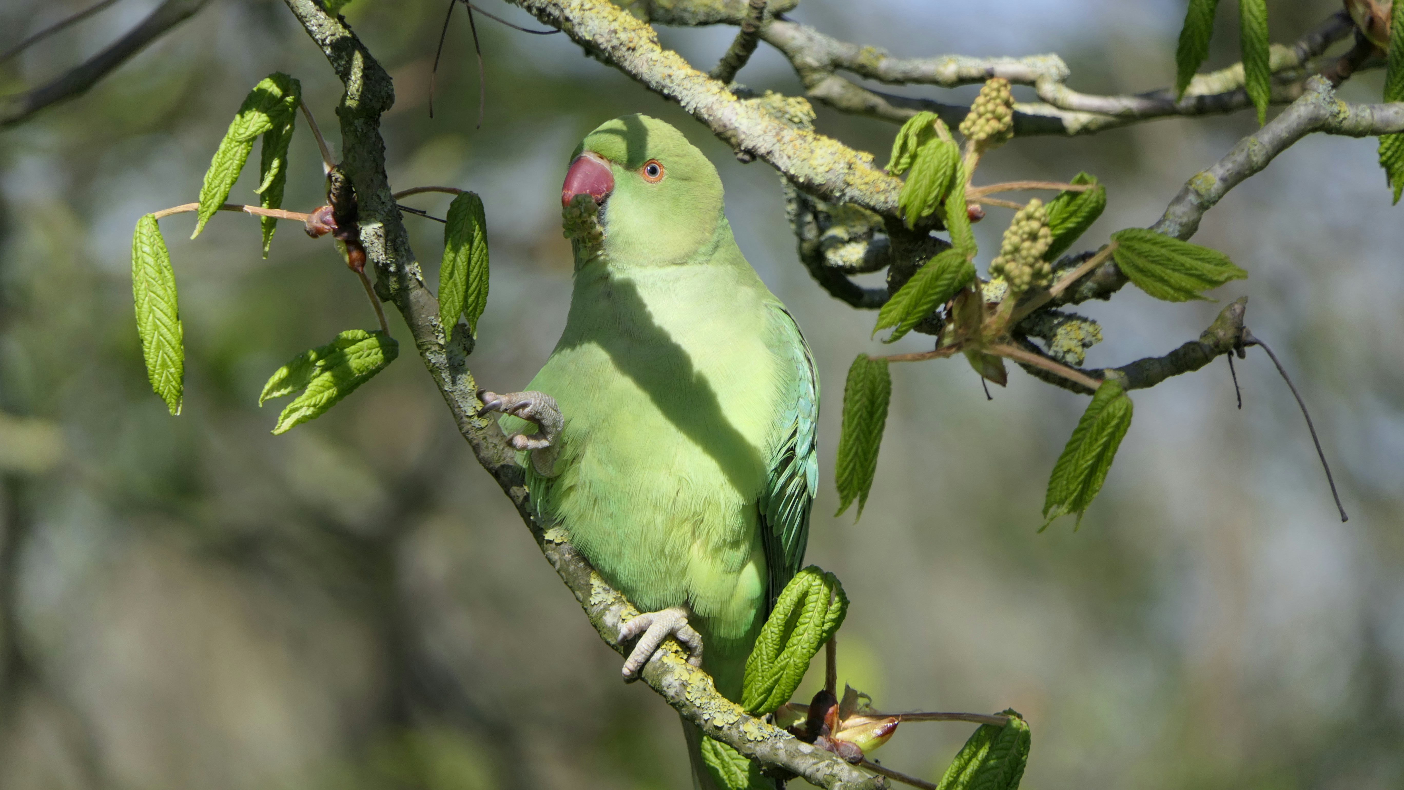 Emerald Parrot on a Leafy Branch