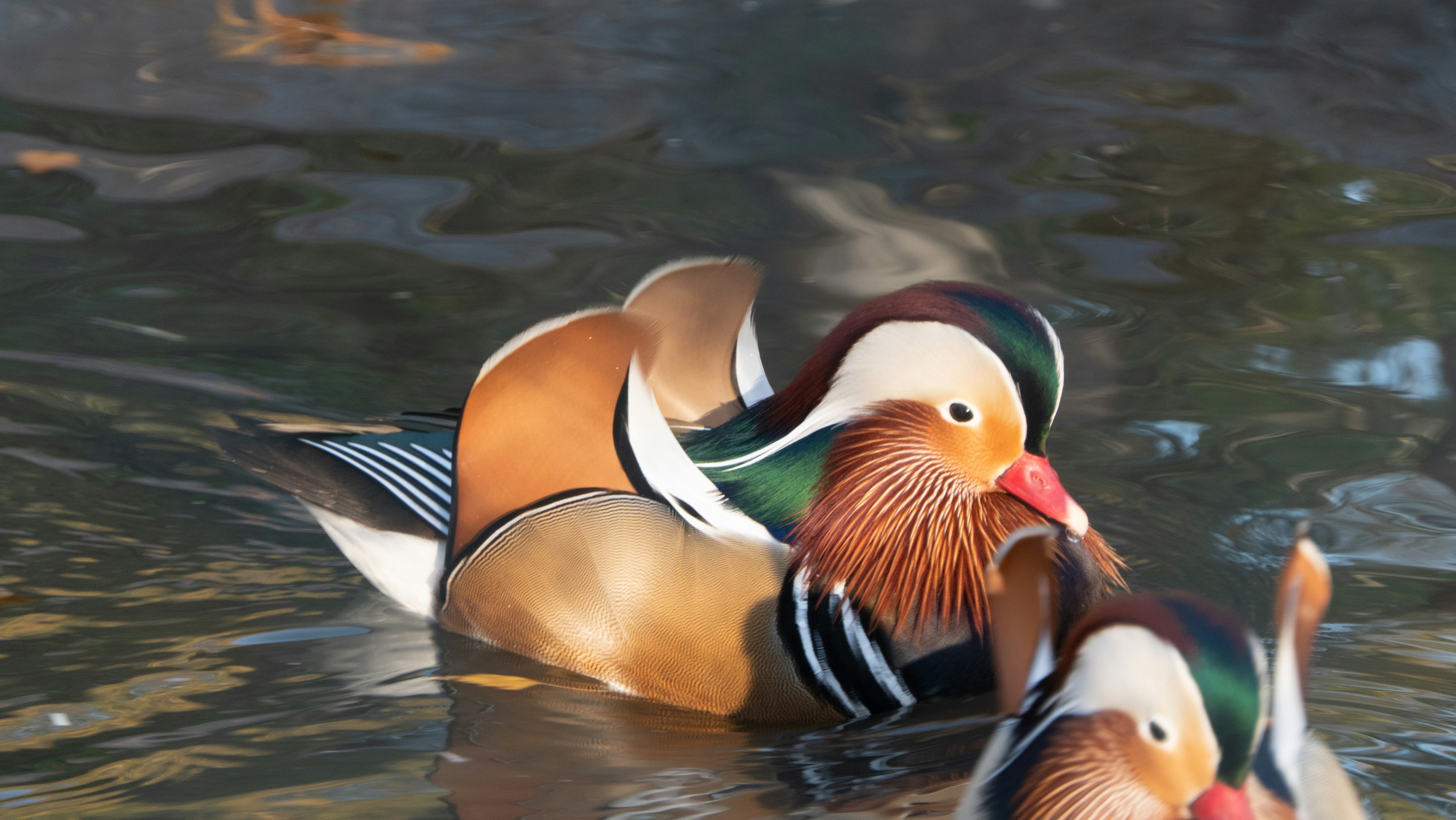 Mandarin Ducks at Rest: Jewel-like Plumage on Quiet Water