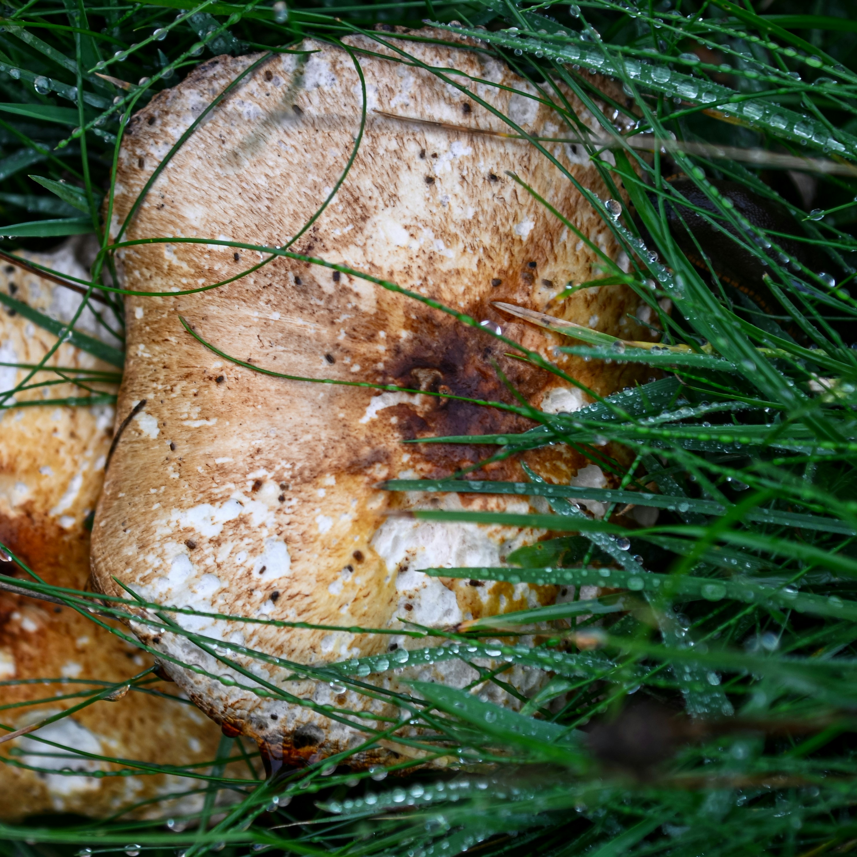 Dew-speckled mushroom cap nestled among blades of grass, close-up view highlighting texture and earthy tones.