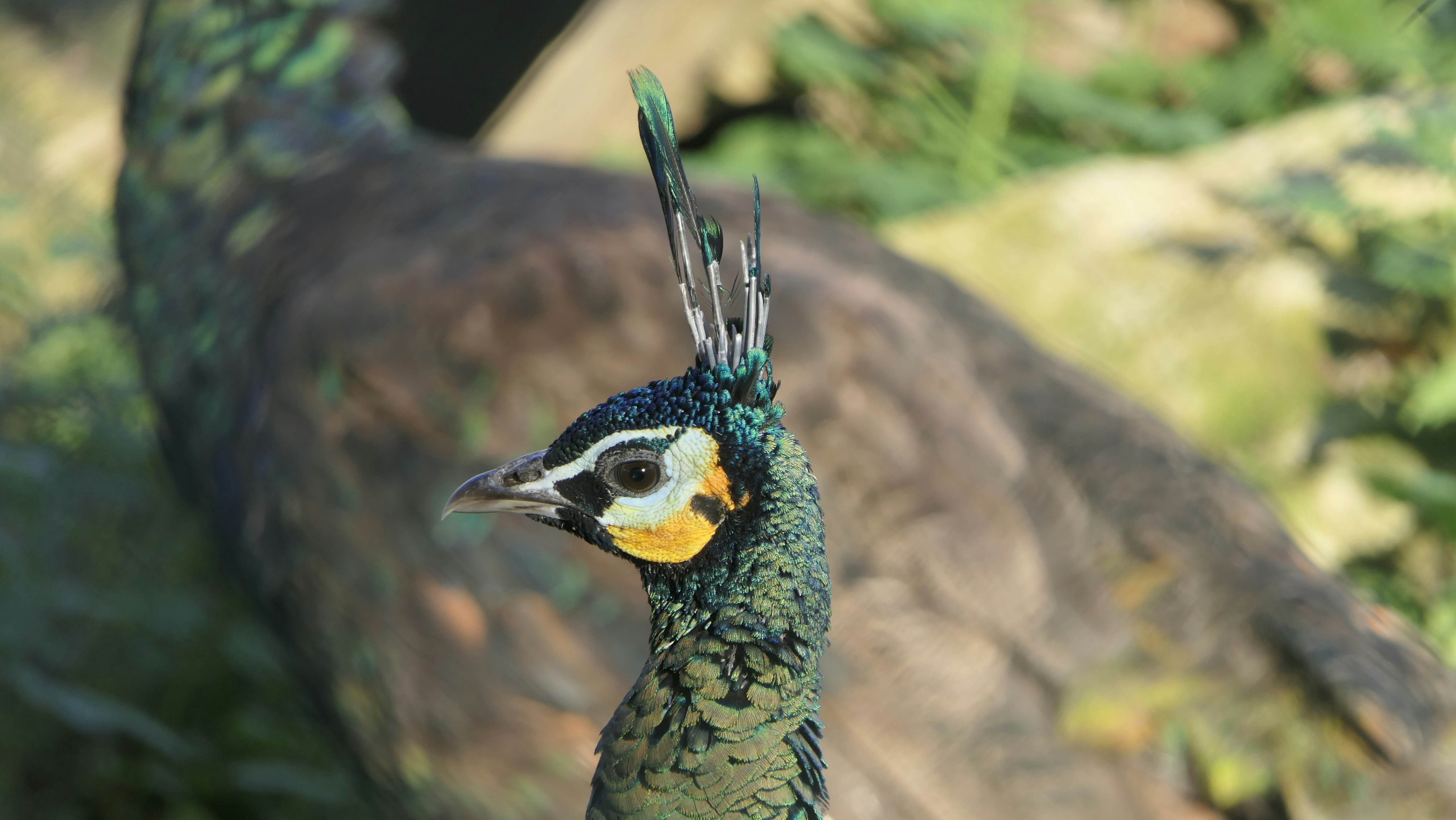 Emerald Crest in Focus: A Peacock's Sidelong Gaze