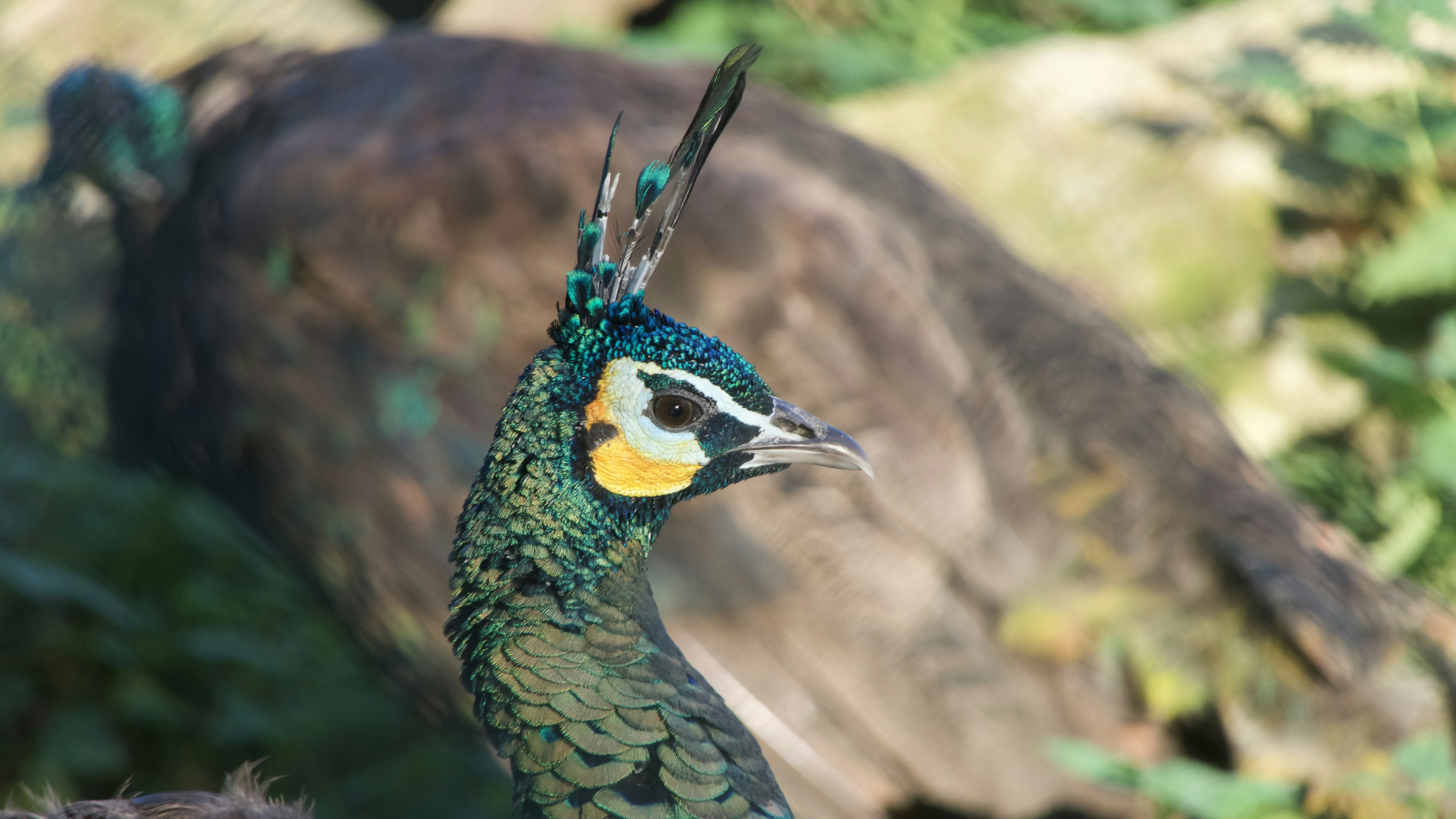 Emerald Crown: A Peacock Stares into the Garden Light