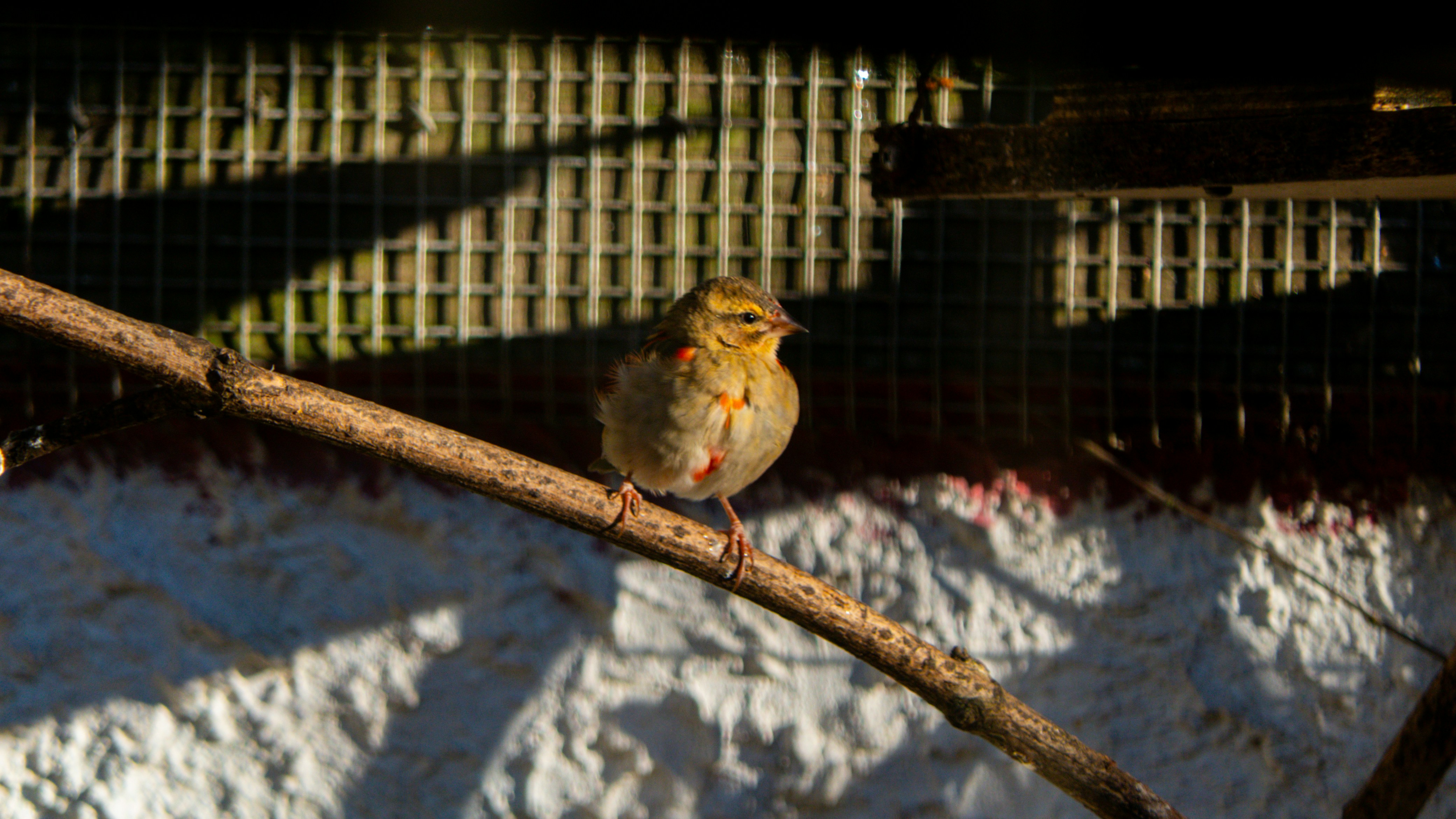 Sunlit Robin on a Weathered Branch