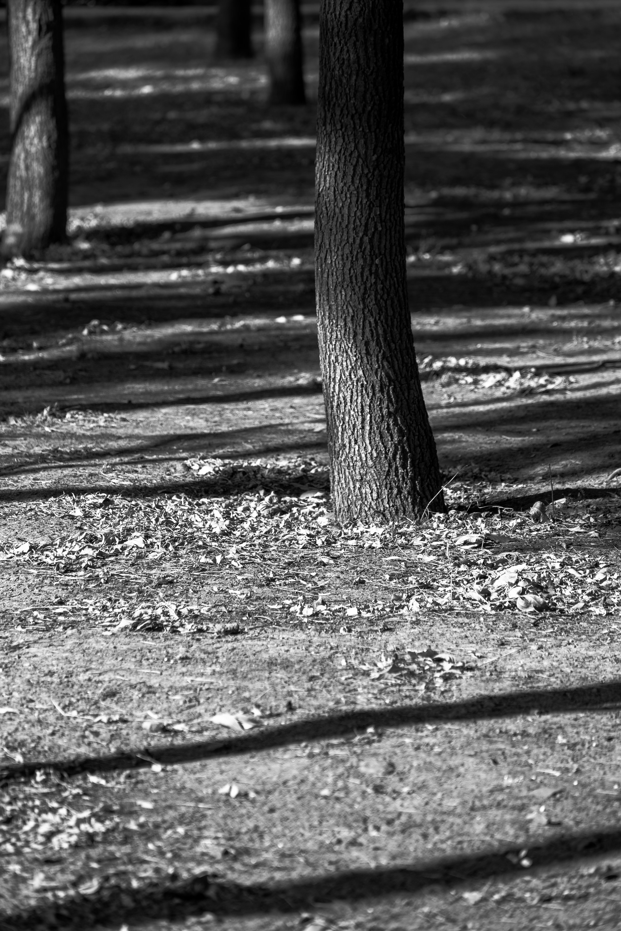 Monochrome scene of tree trunks casting long shadows across a forest floor. The central trunk anchors the composition, with textured bark and scattered leaves creating depth.