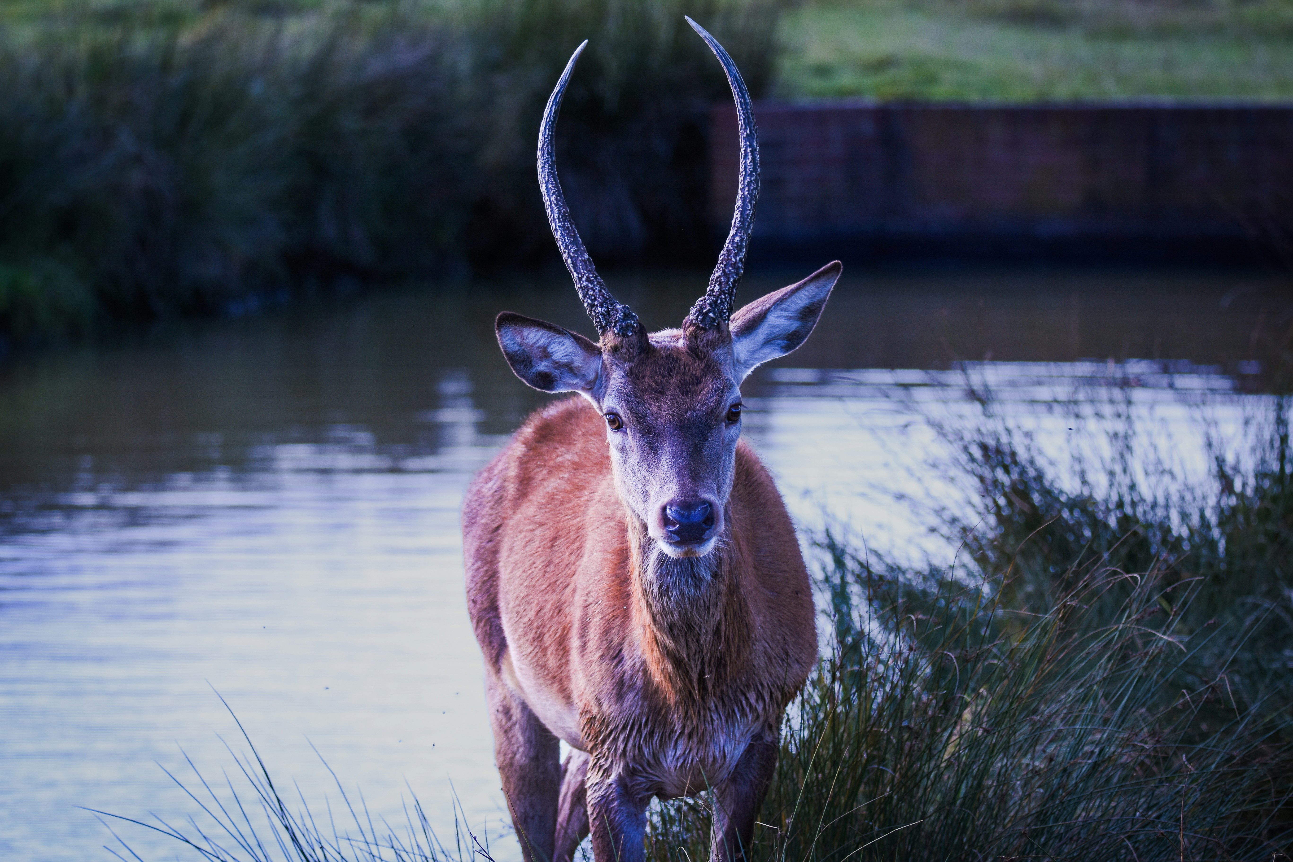 Stare of the Riverbank: A Red Deer in Quiet Gaze