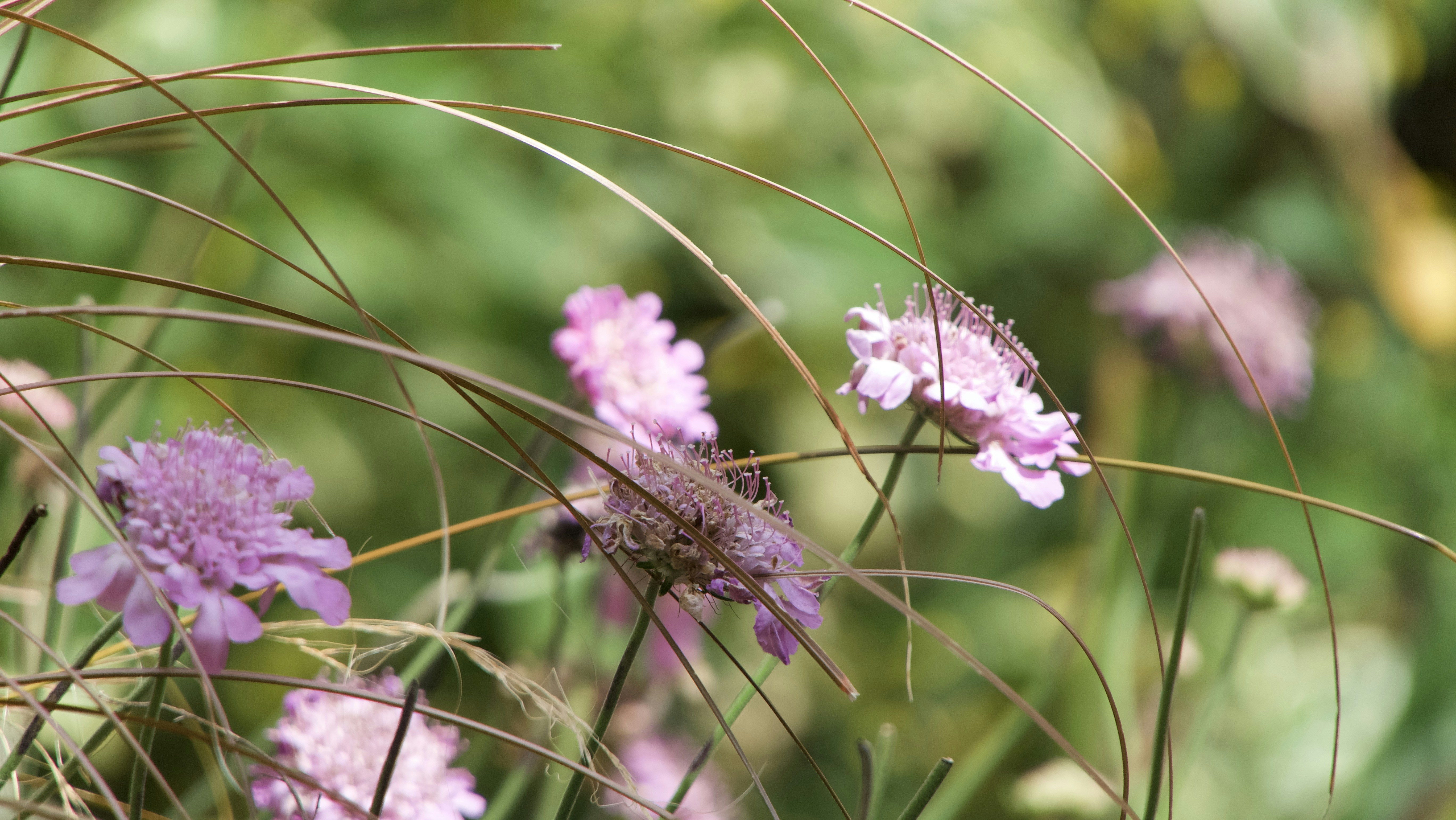 Pink Florals in a Whispering Meadow
