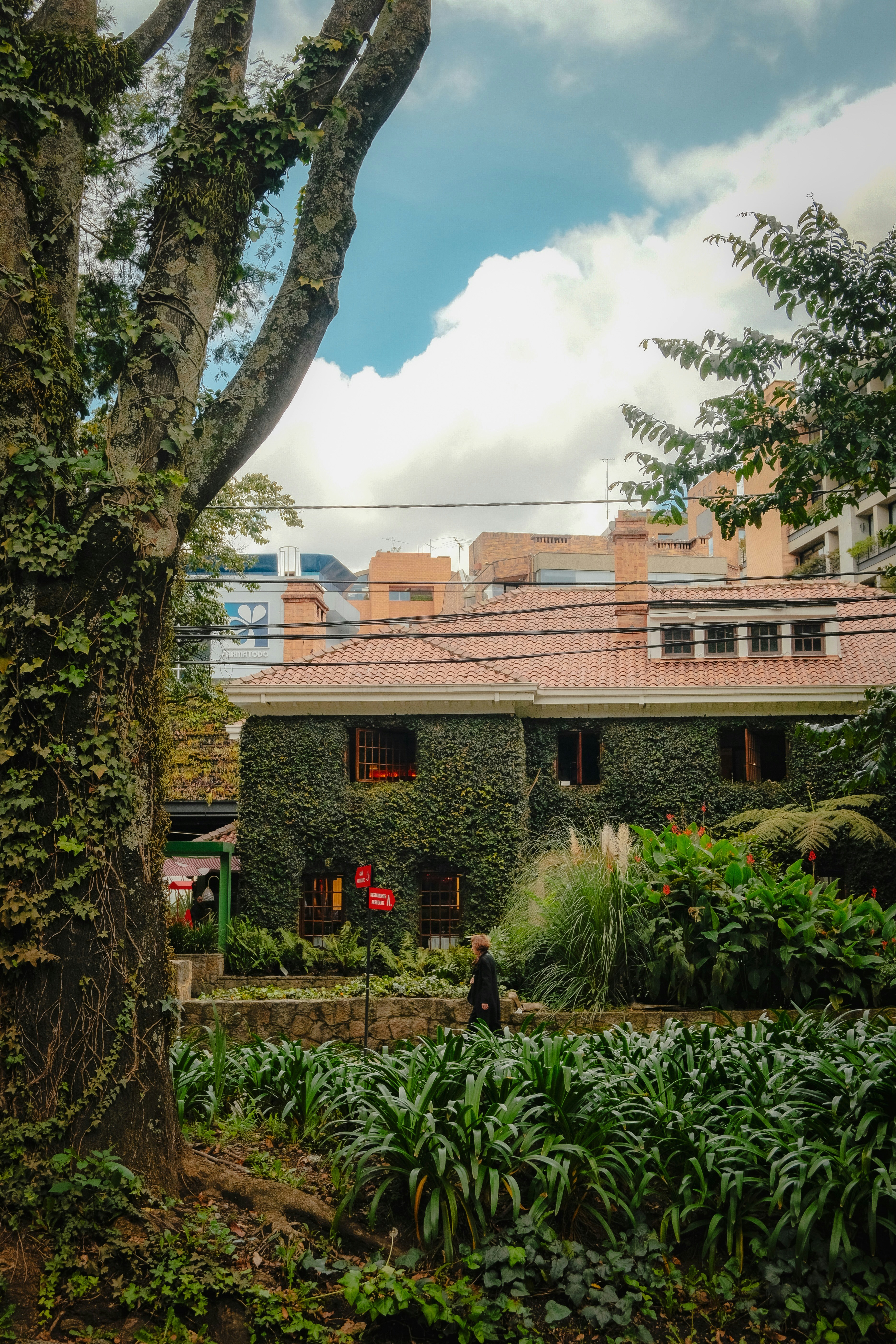 A person walking past a house covered in ivy with a tiled roof
