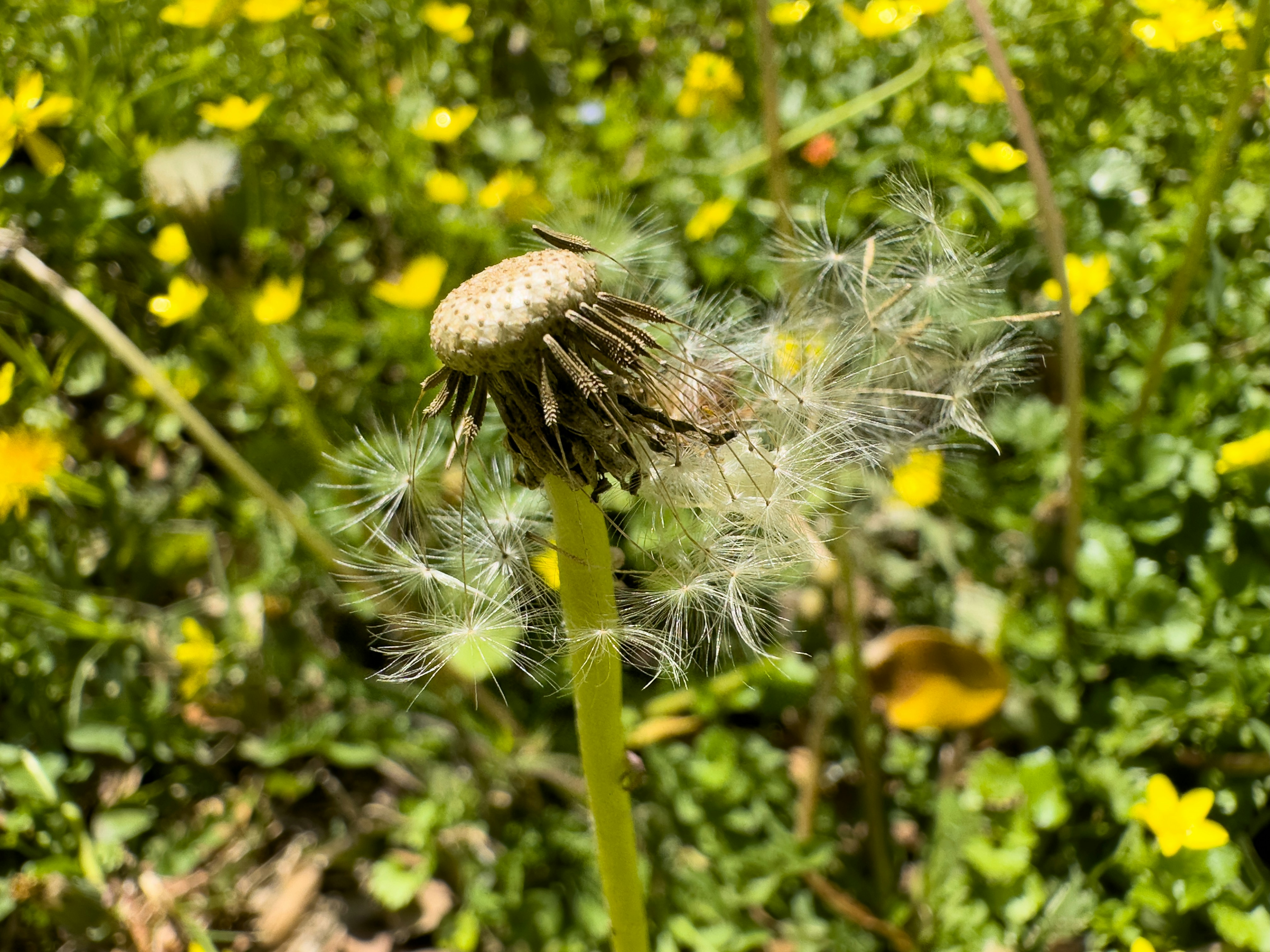 Dandelion Halo: Seeds Ready to Take Flight