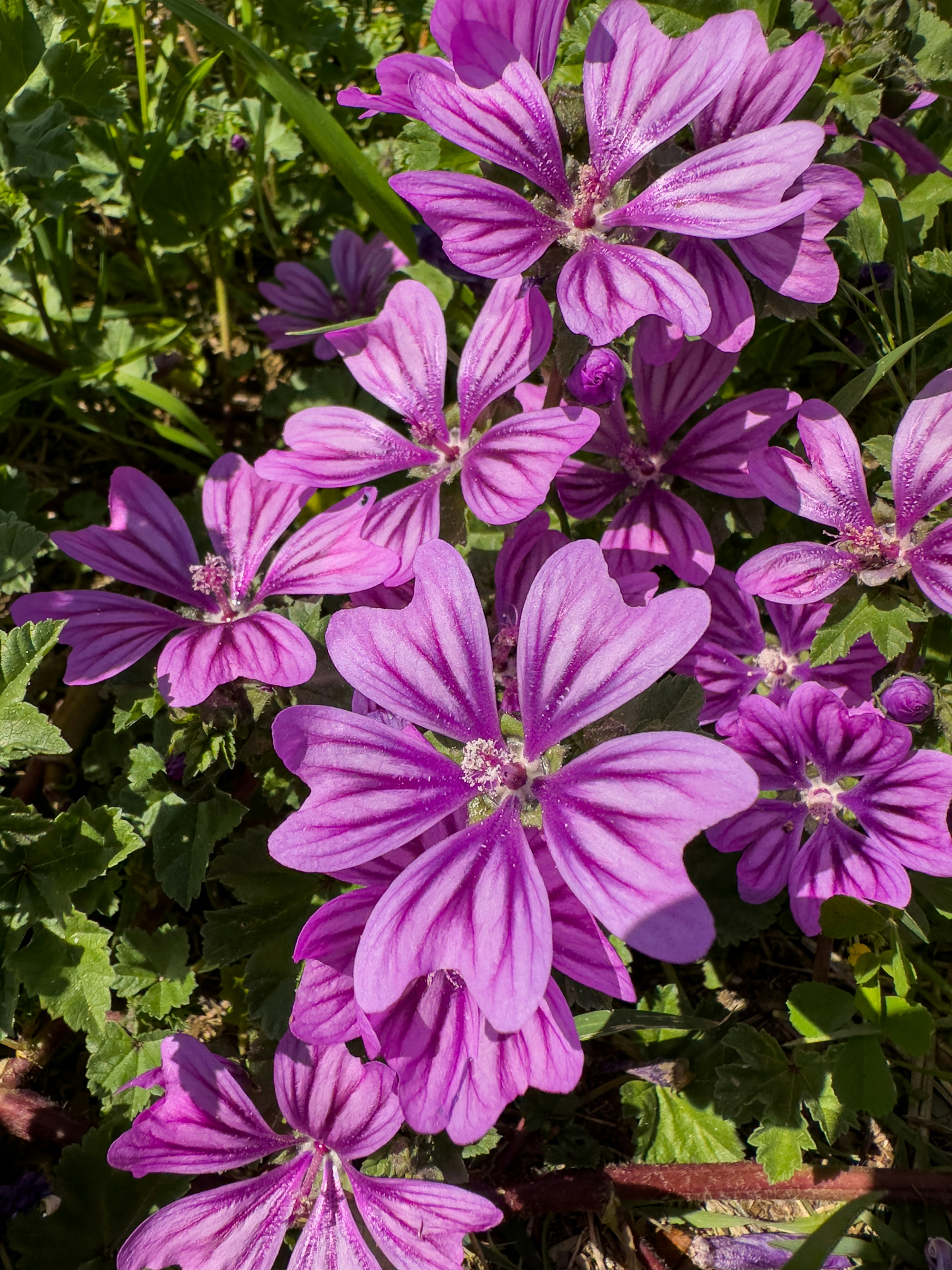 Lavender Bloom: A Burst of Violet Petals in Sunlit Garden