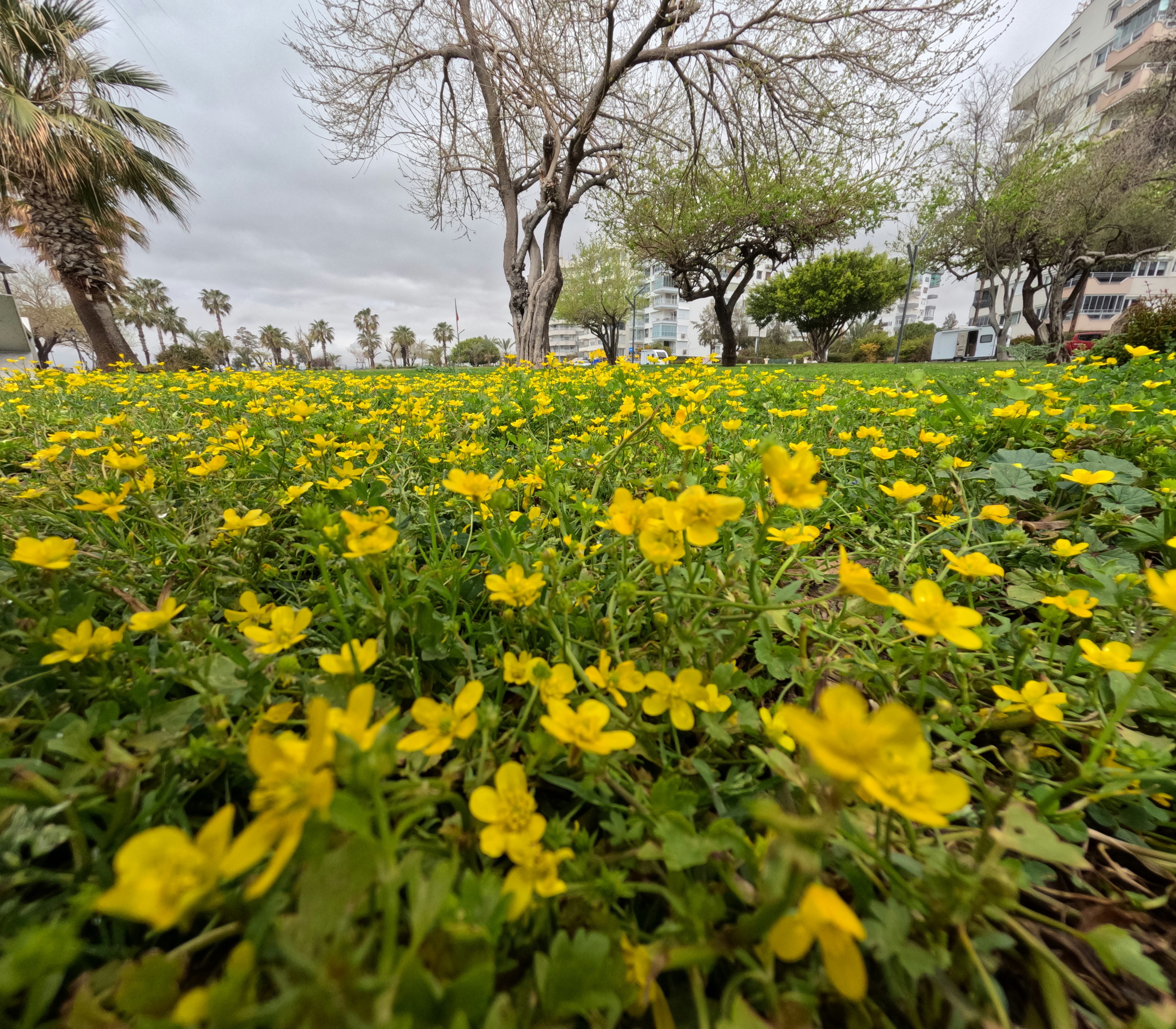 Golden Carpet: A Spring Field of Yellow Blooms Under Urban Fronds