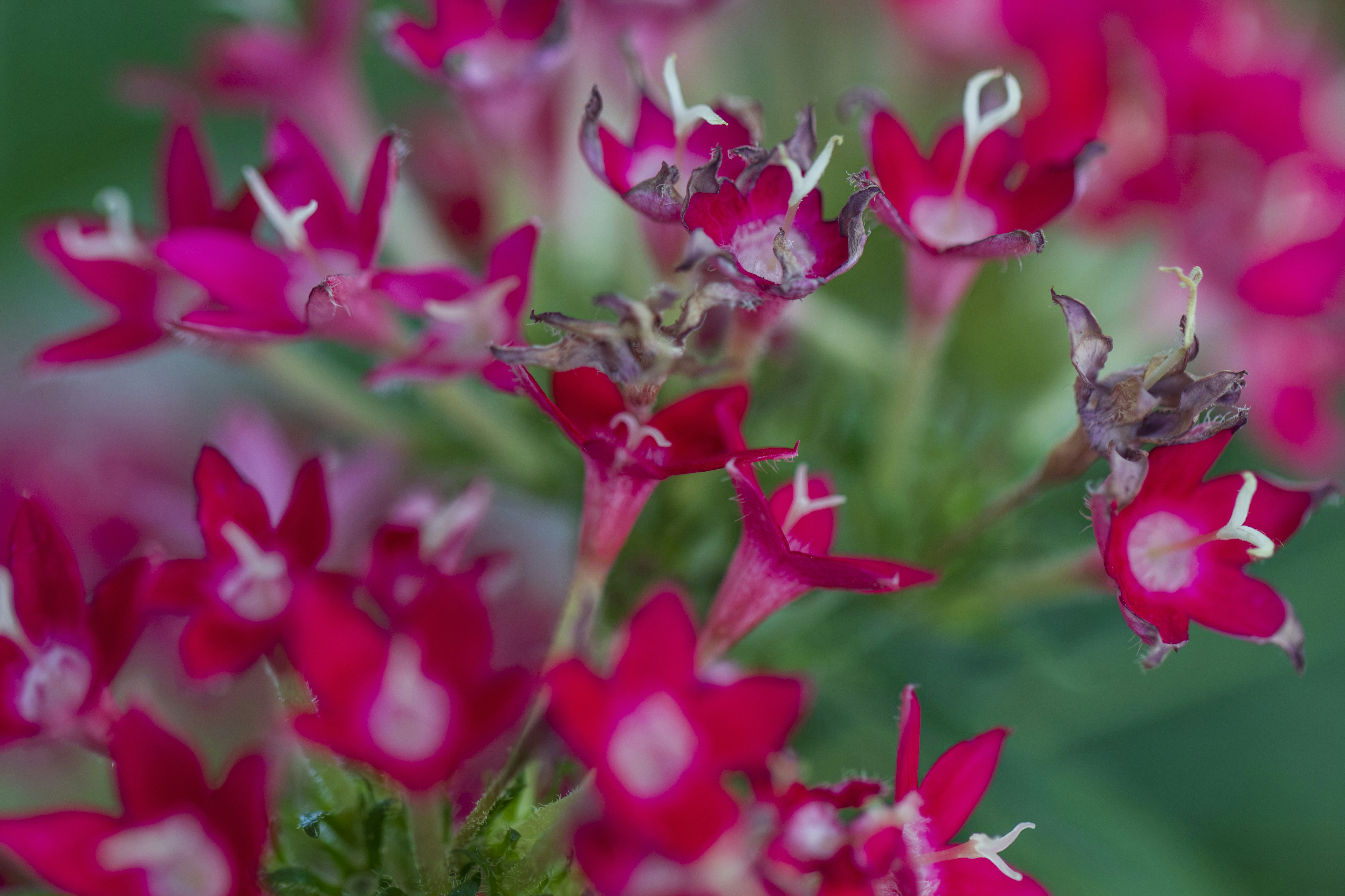 Crimson Flowers in Soft Blur: A Macro Moment