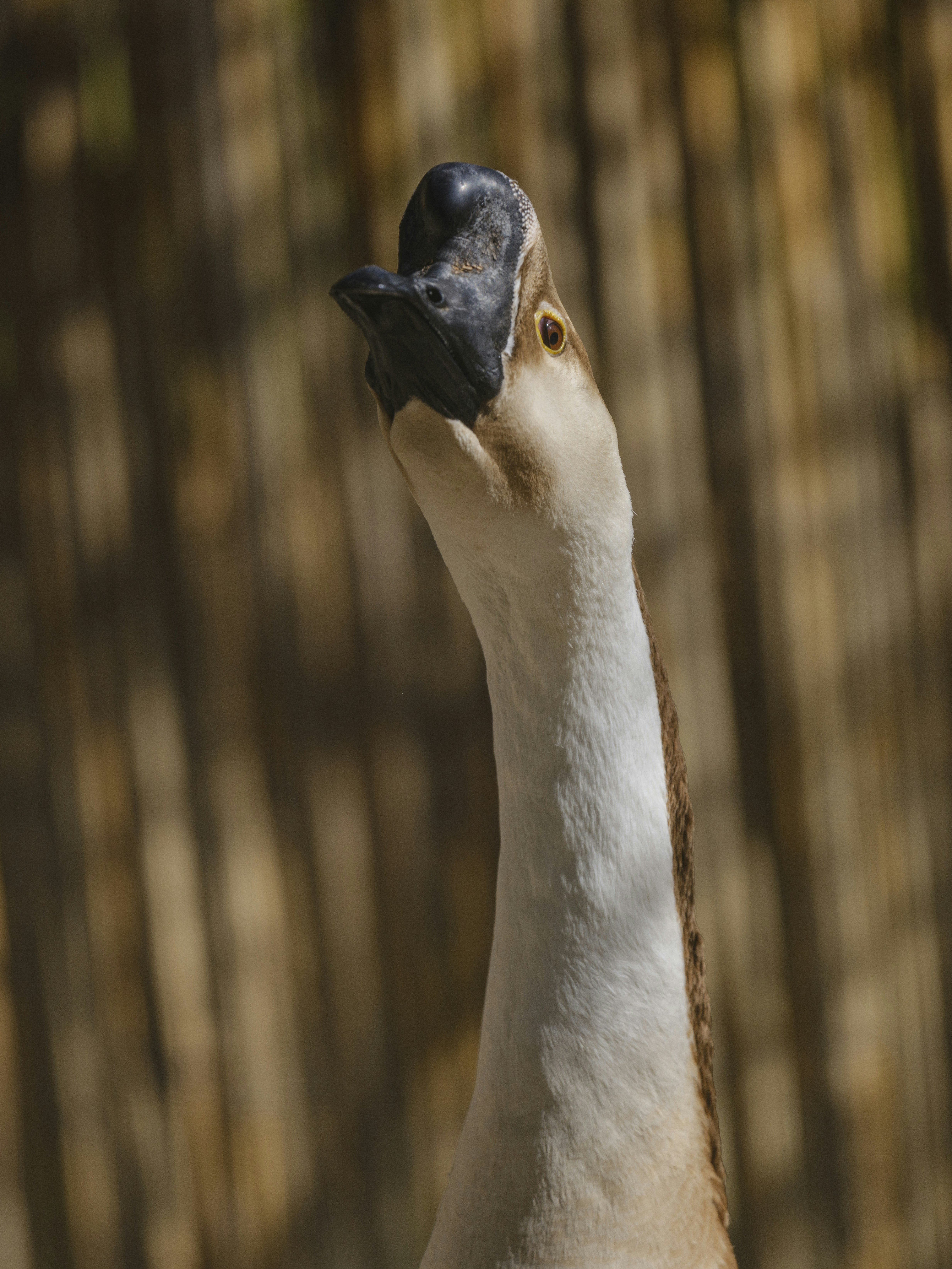 Curious Gaze: A Long-Neck Portrait Amid Golden Reeds