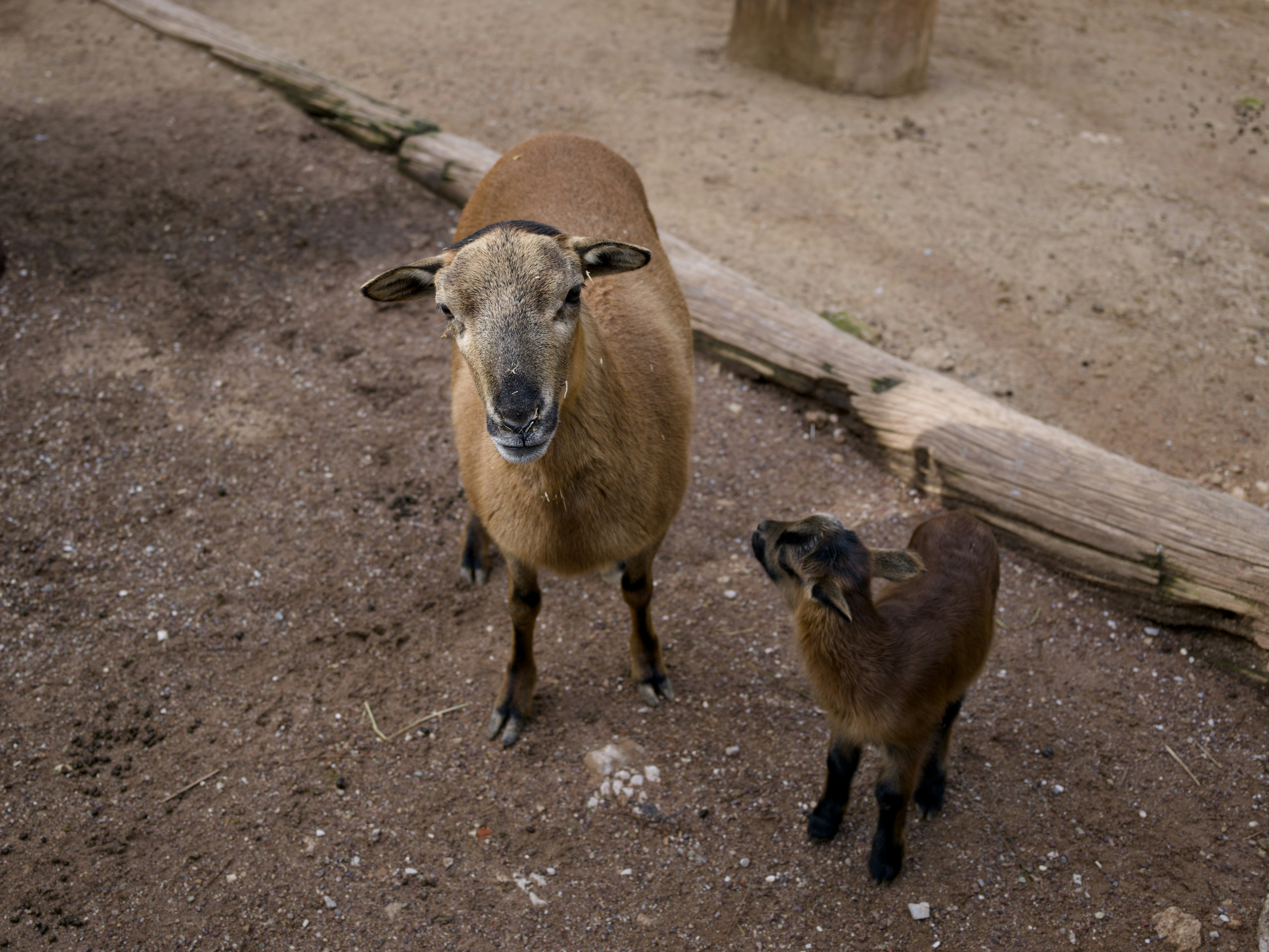 Curious Pair: A Brown Goat and its Younger Companion