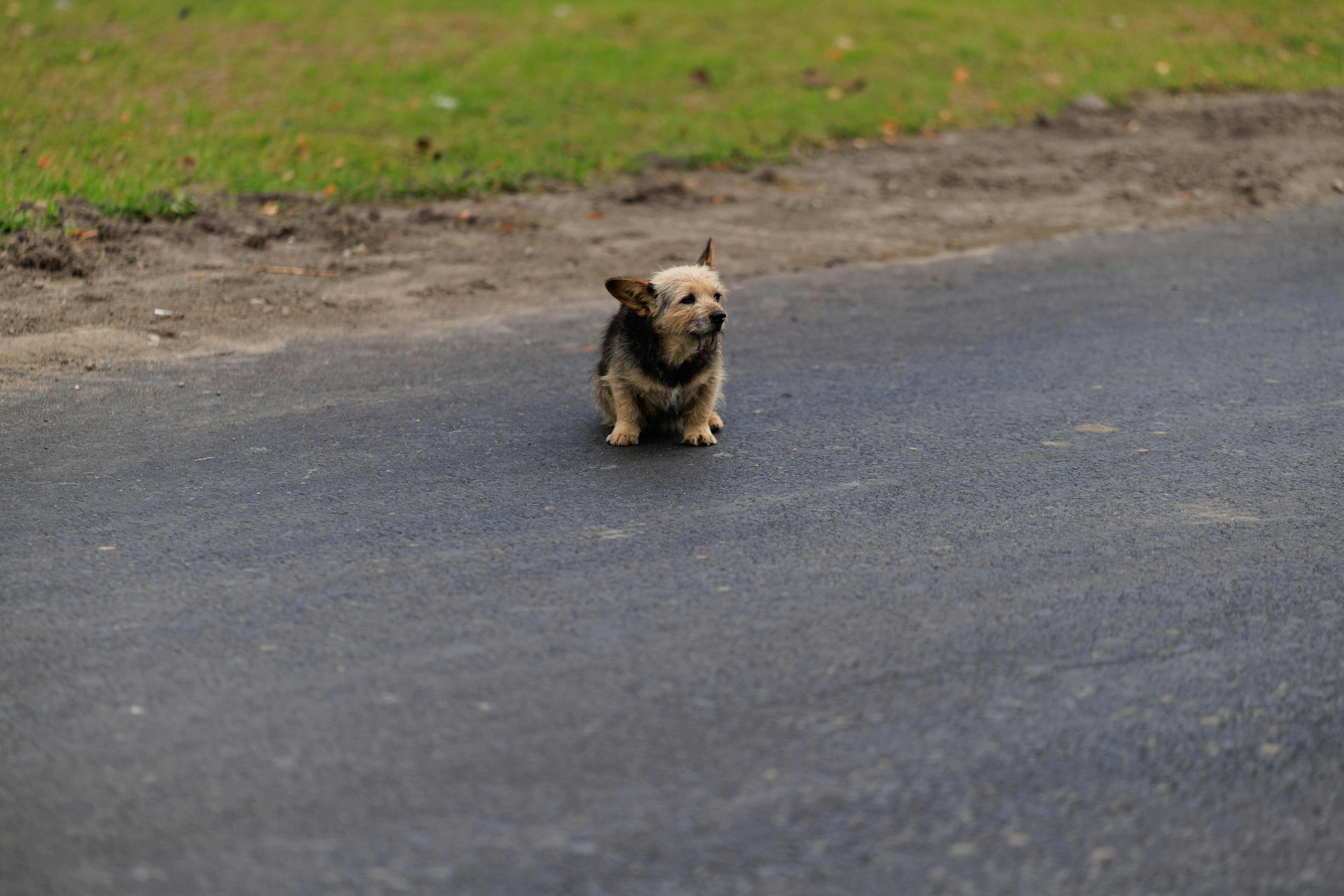 Tiny Wanderer on a Quiet Asphalt Stretch