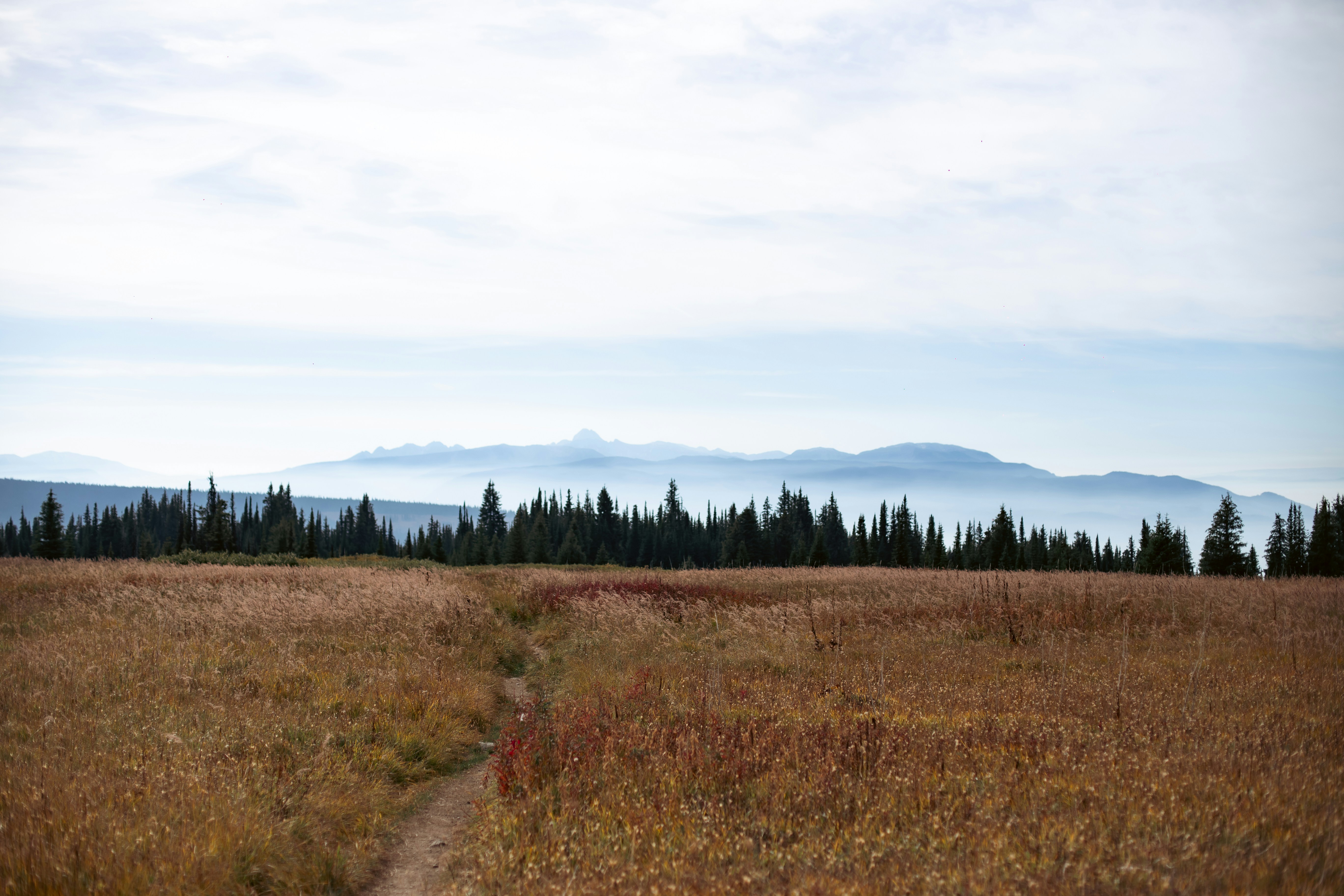 Path Through Golden Prairie to Distant Misty Peaks
