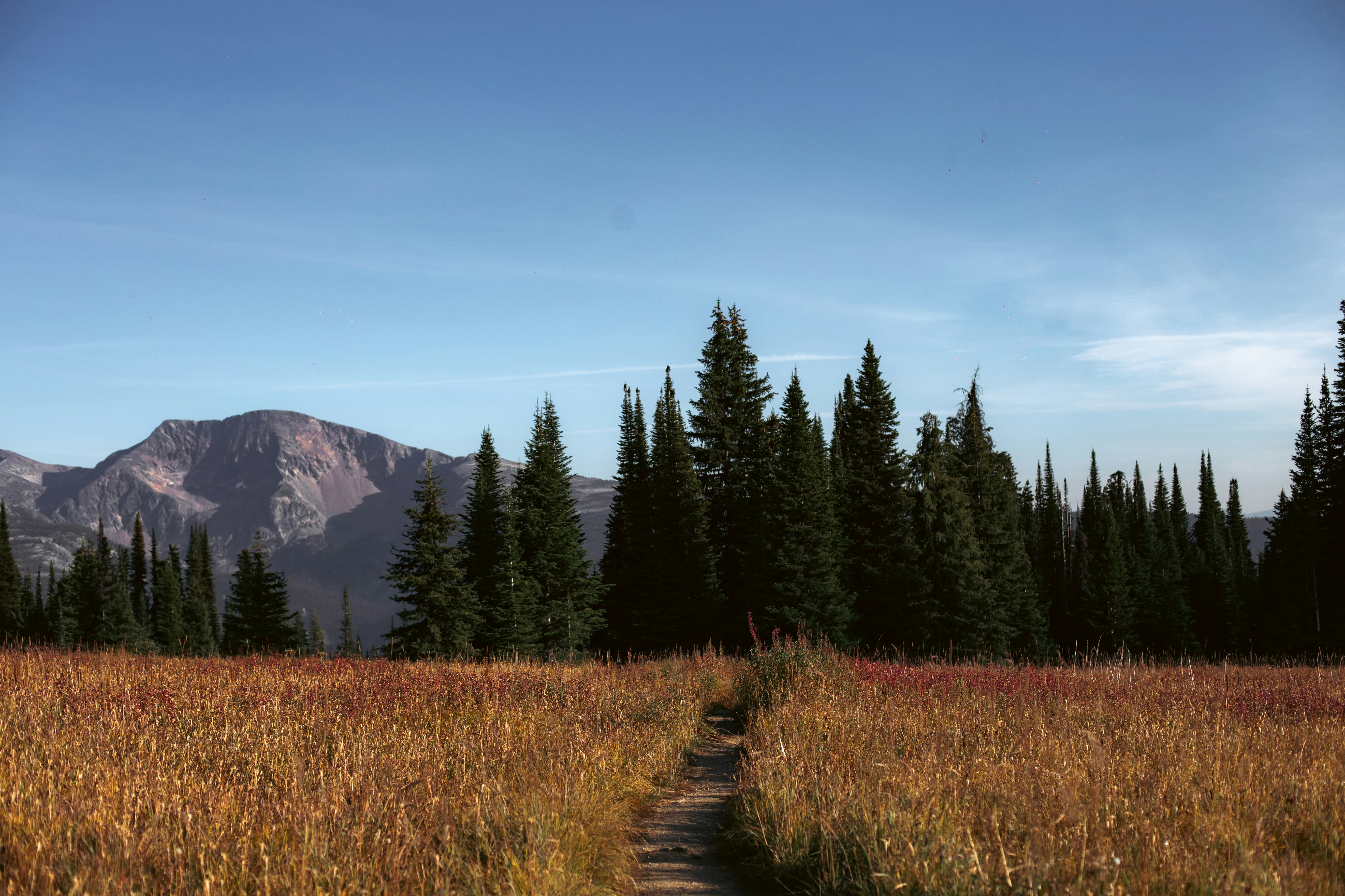 Path Through Autumn Meadow Toward a Pine-Ceiled Horizon
