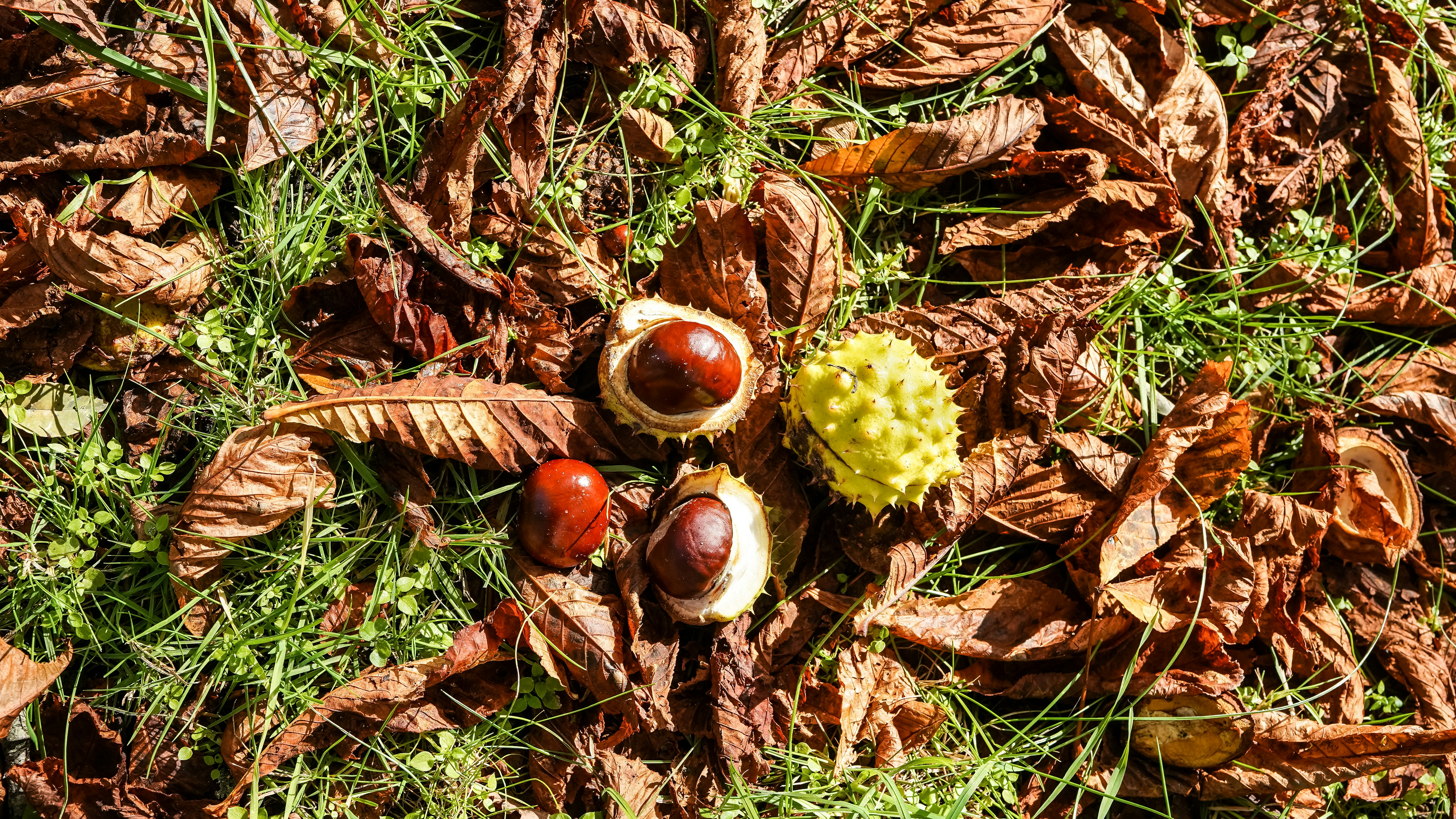 Nuts and Leaves: A Quiet Orchard Spill