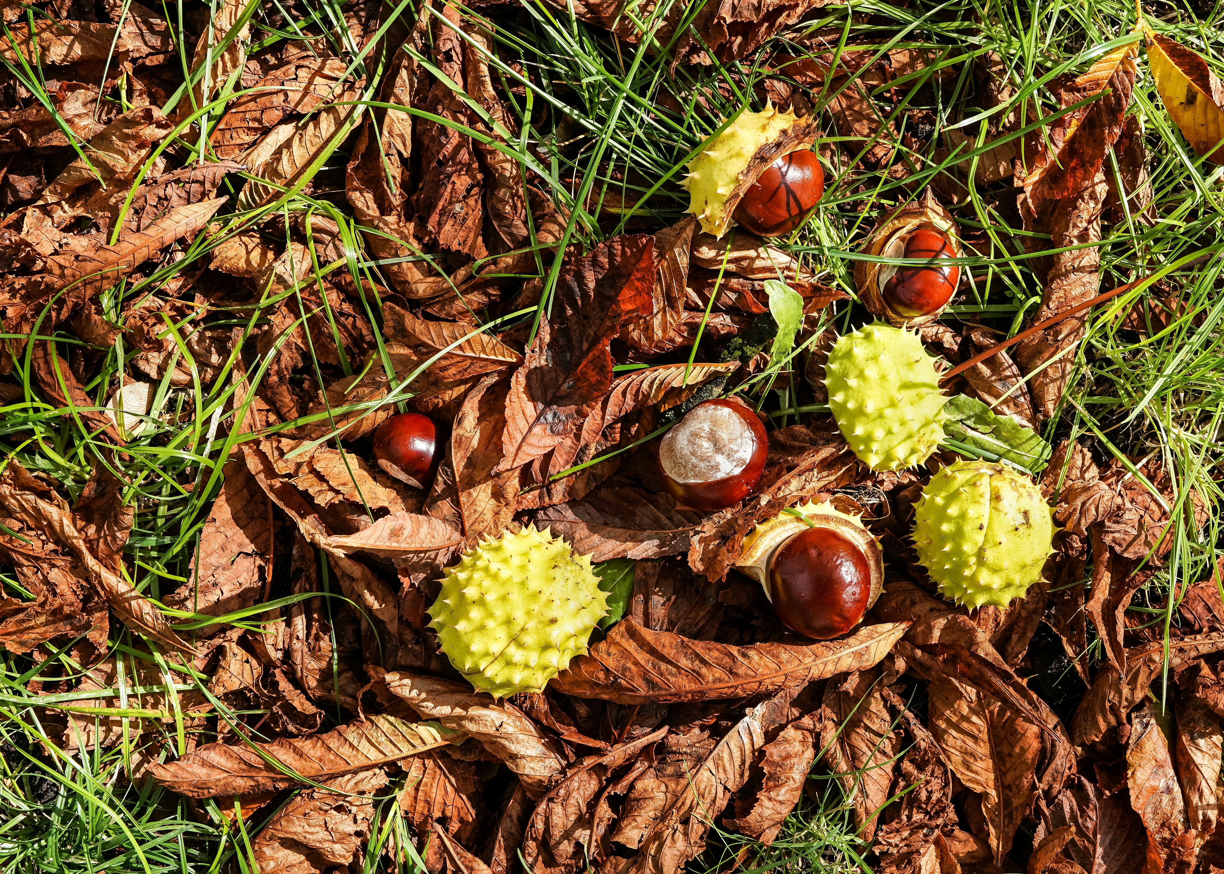 Autumn Chestnut Parade: Buried Seeds Among Brown Foliage