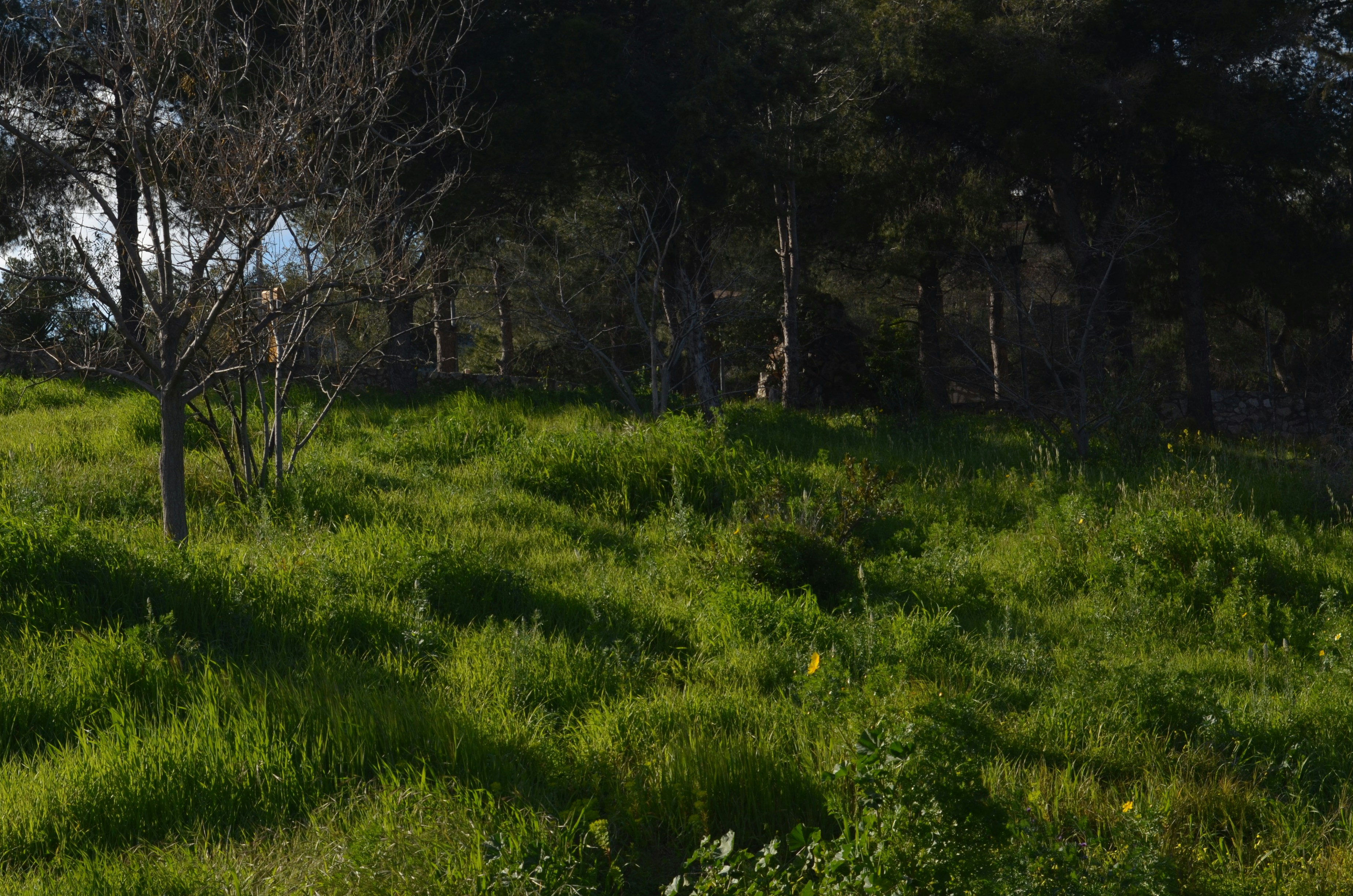 Sunlit Clearing at the Edge of a Pine Forest