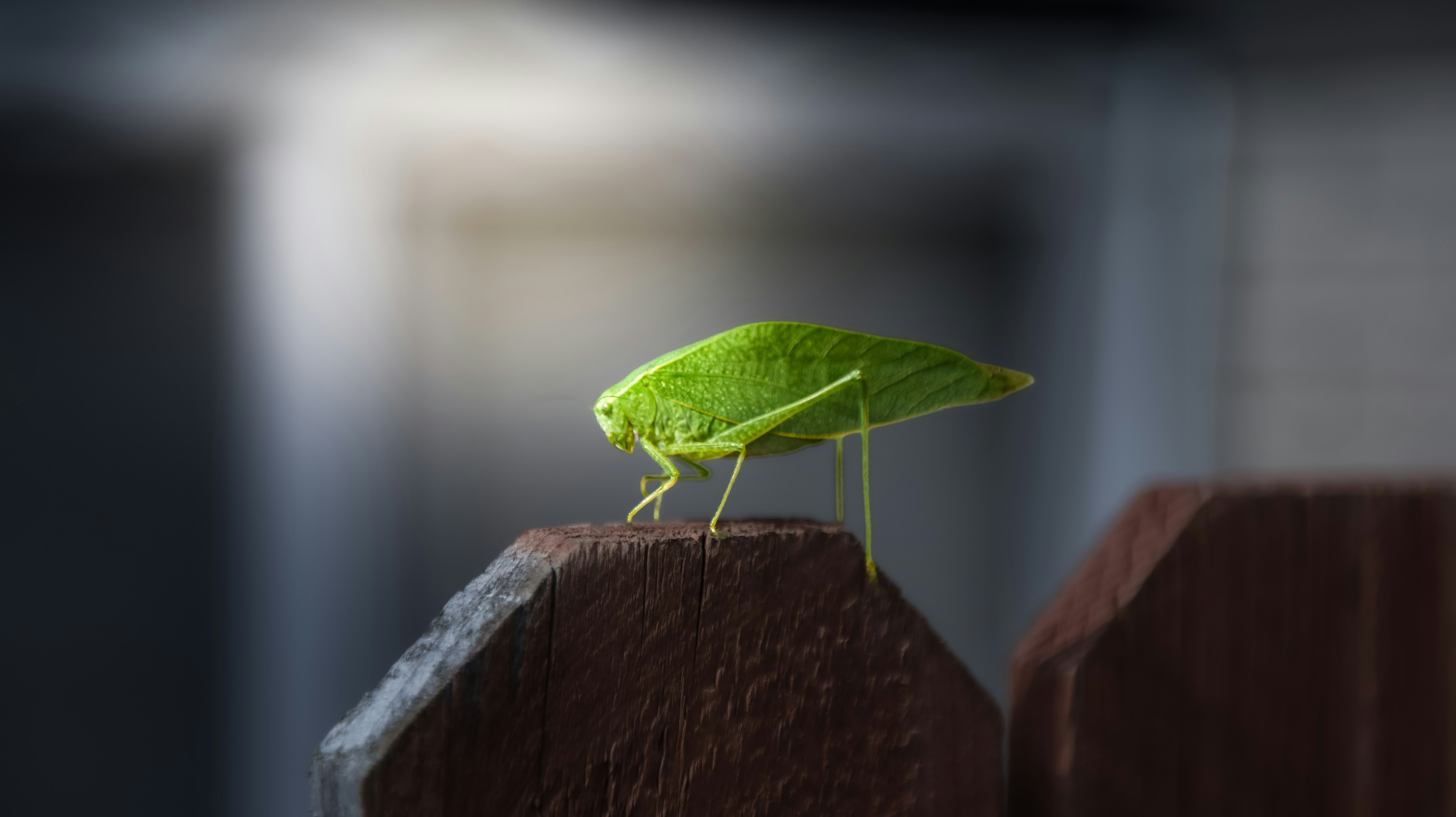 Emerald Leaf Scout on a Weathered Fence