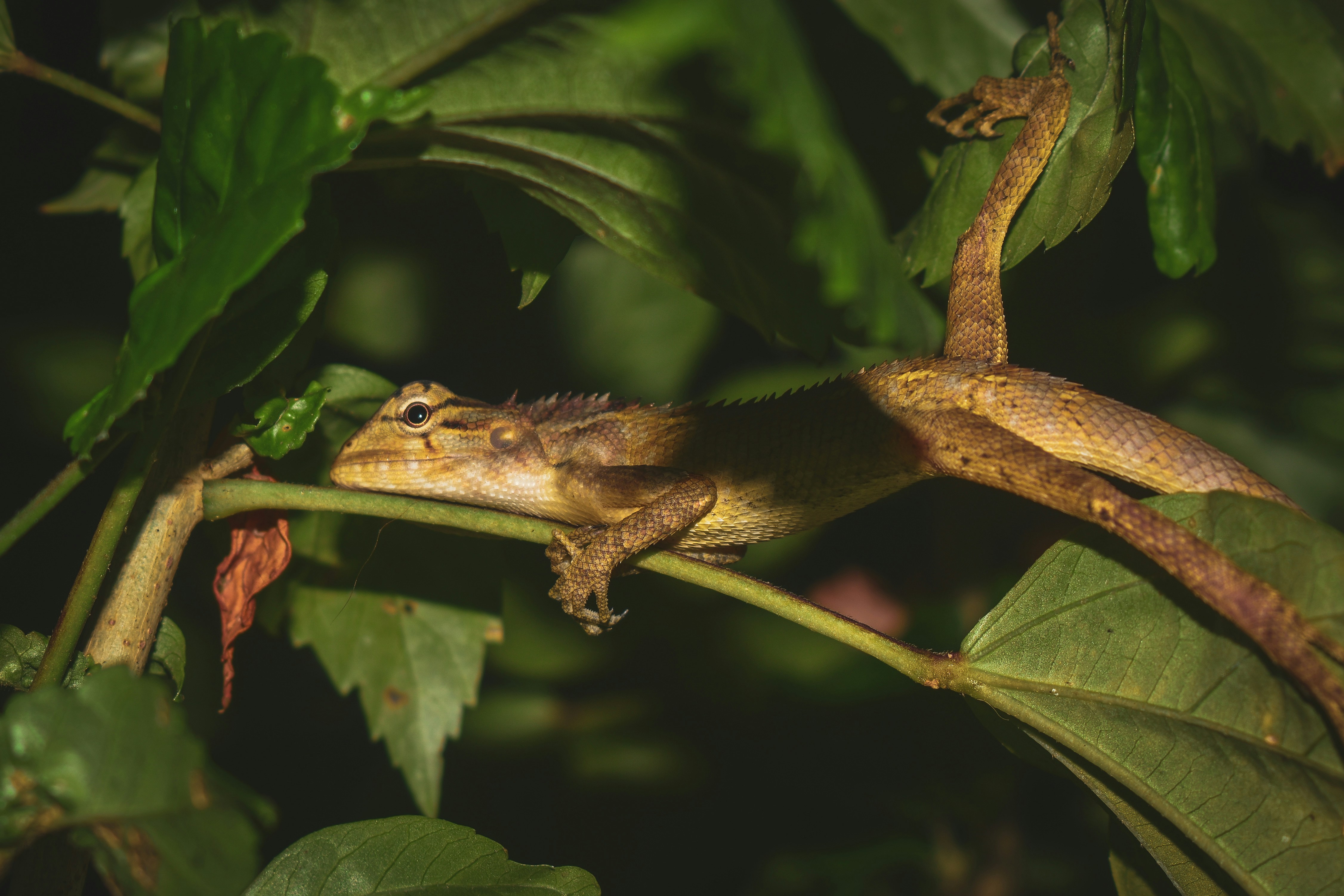 Branchbound Stalker: A Nightidean Lizard in Shadowed Foliage