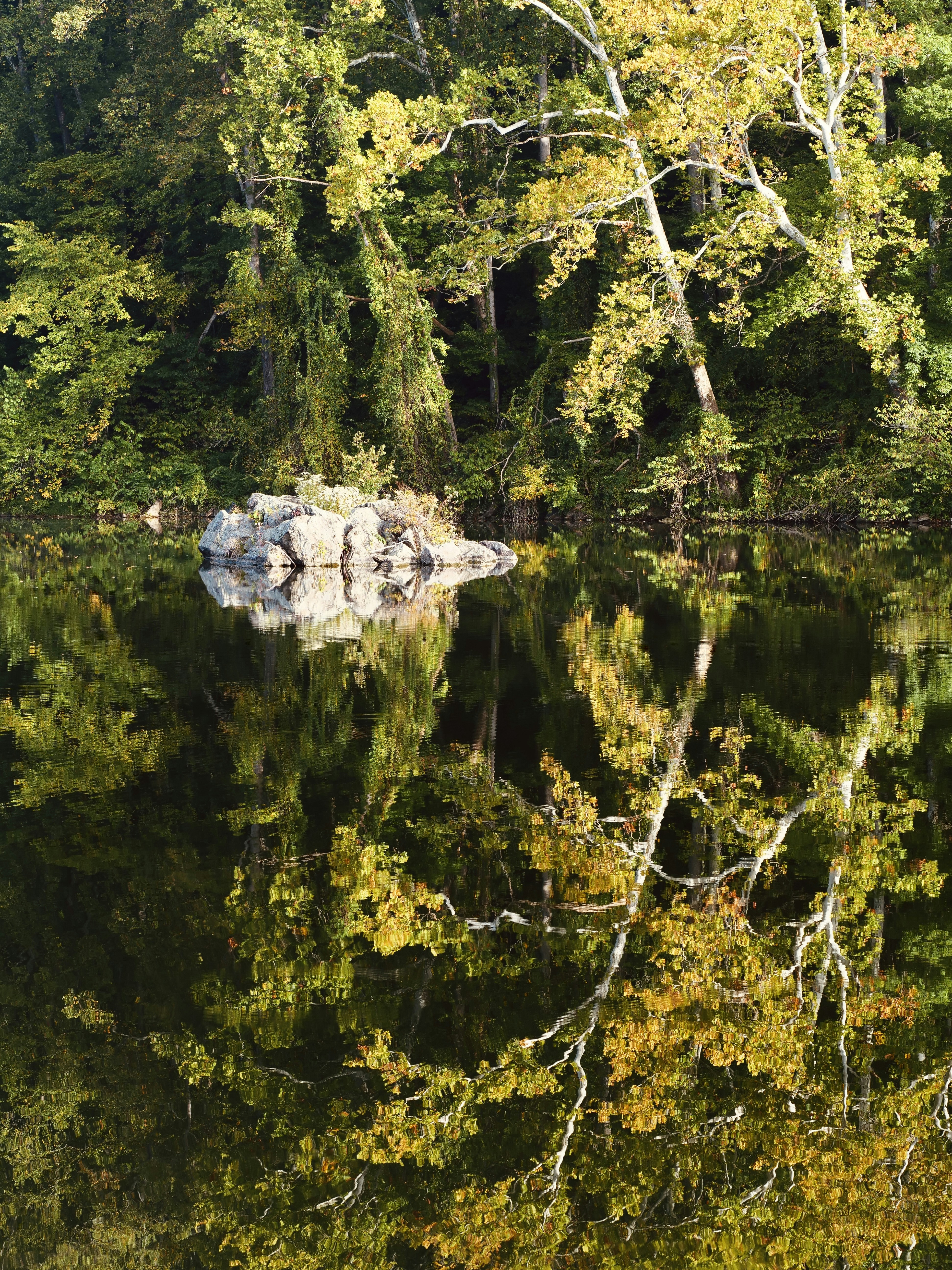 Reflection’s Edge: Trees and Rock on a Calm Lake